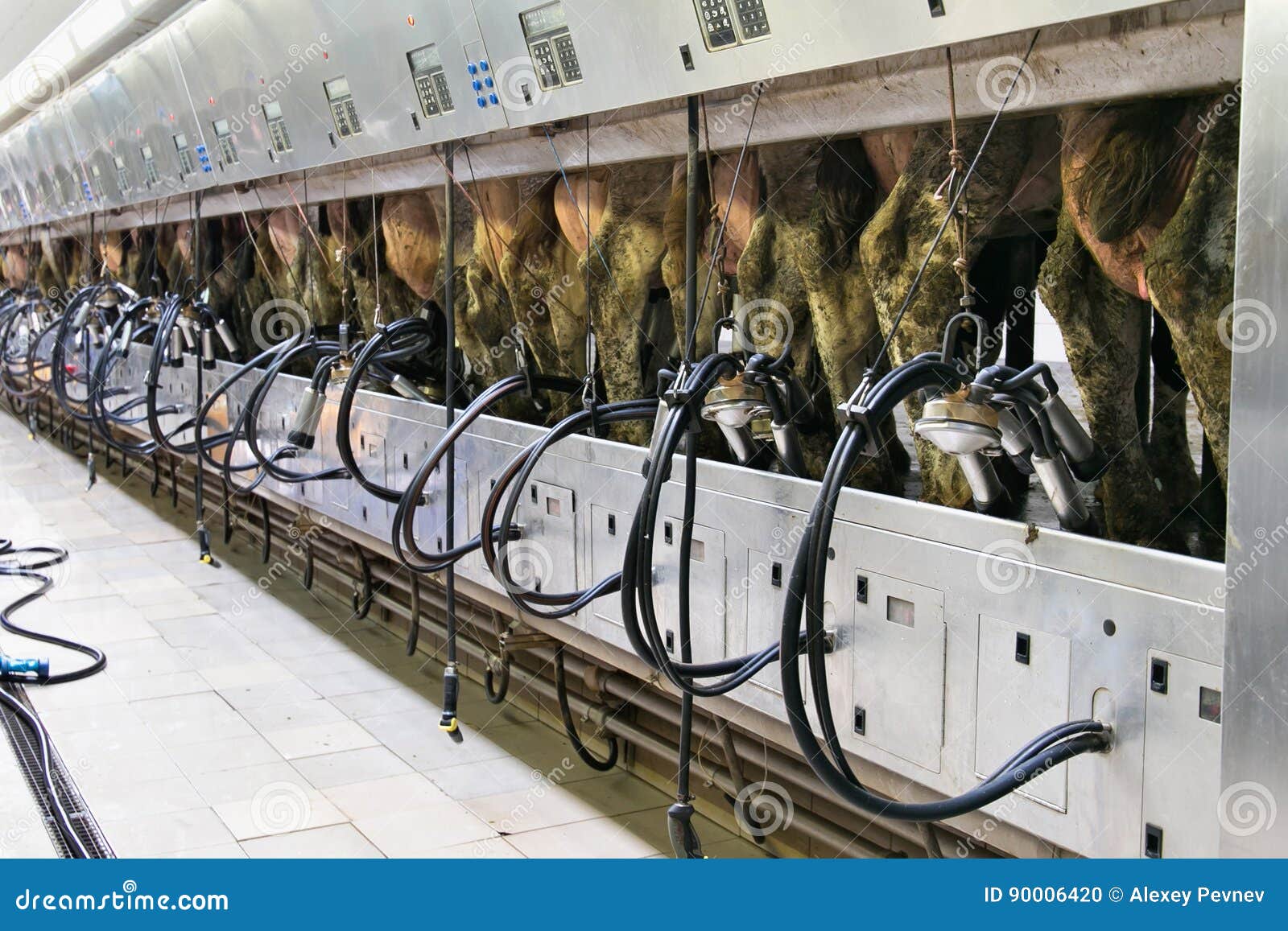 Cow Milking Automatic System. Stock Photo - Image of breast, milking ...