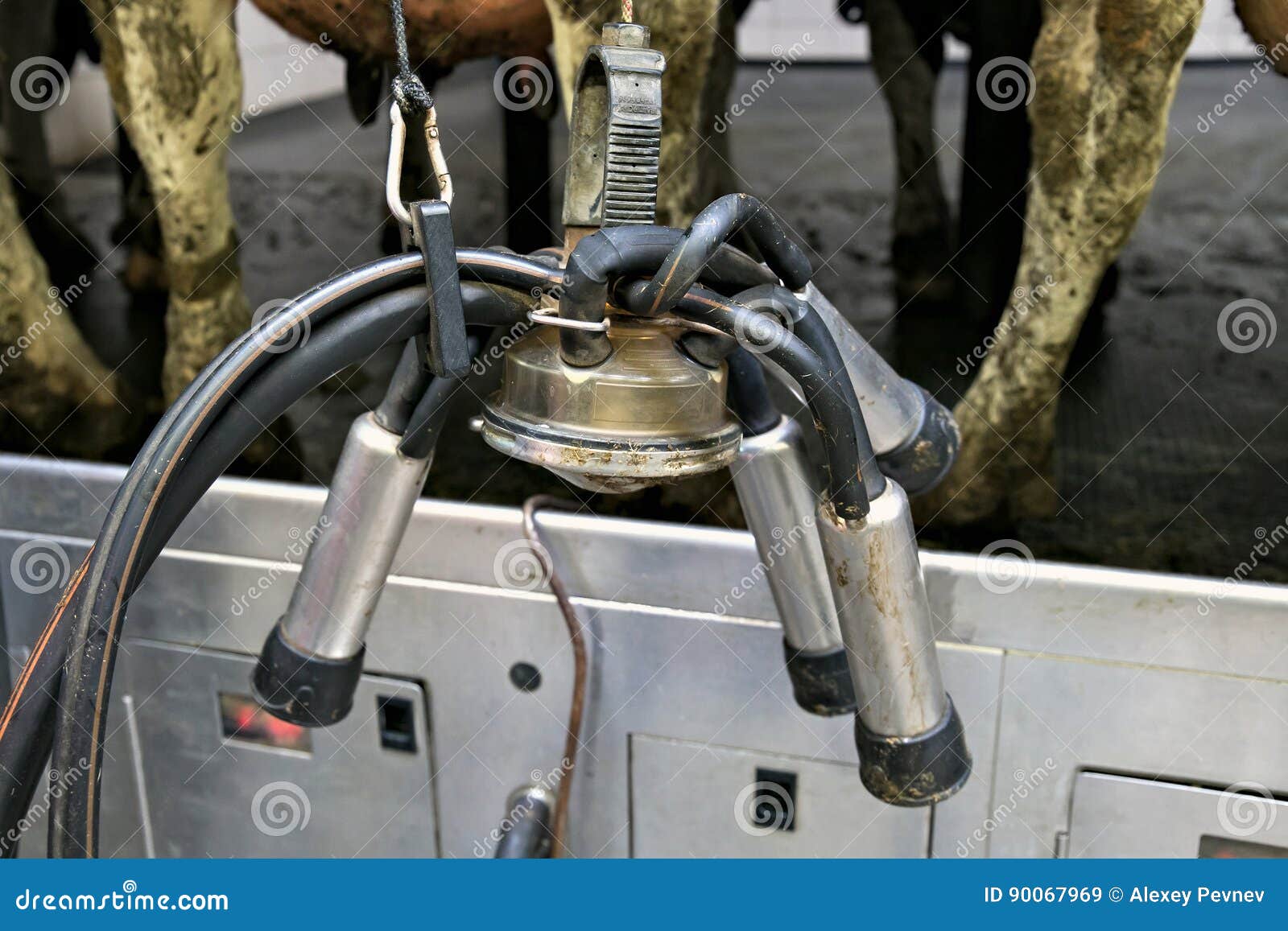 Cow Milking Automatic System. Stock Image - Image of farming, industry ...