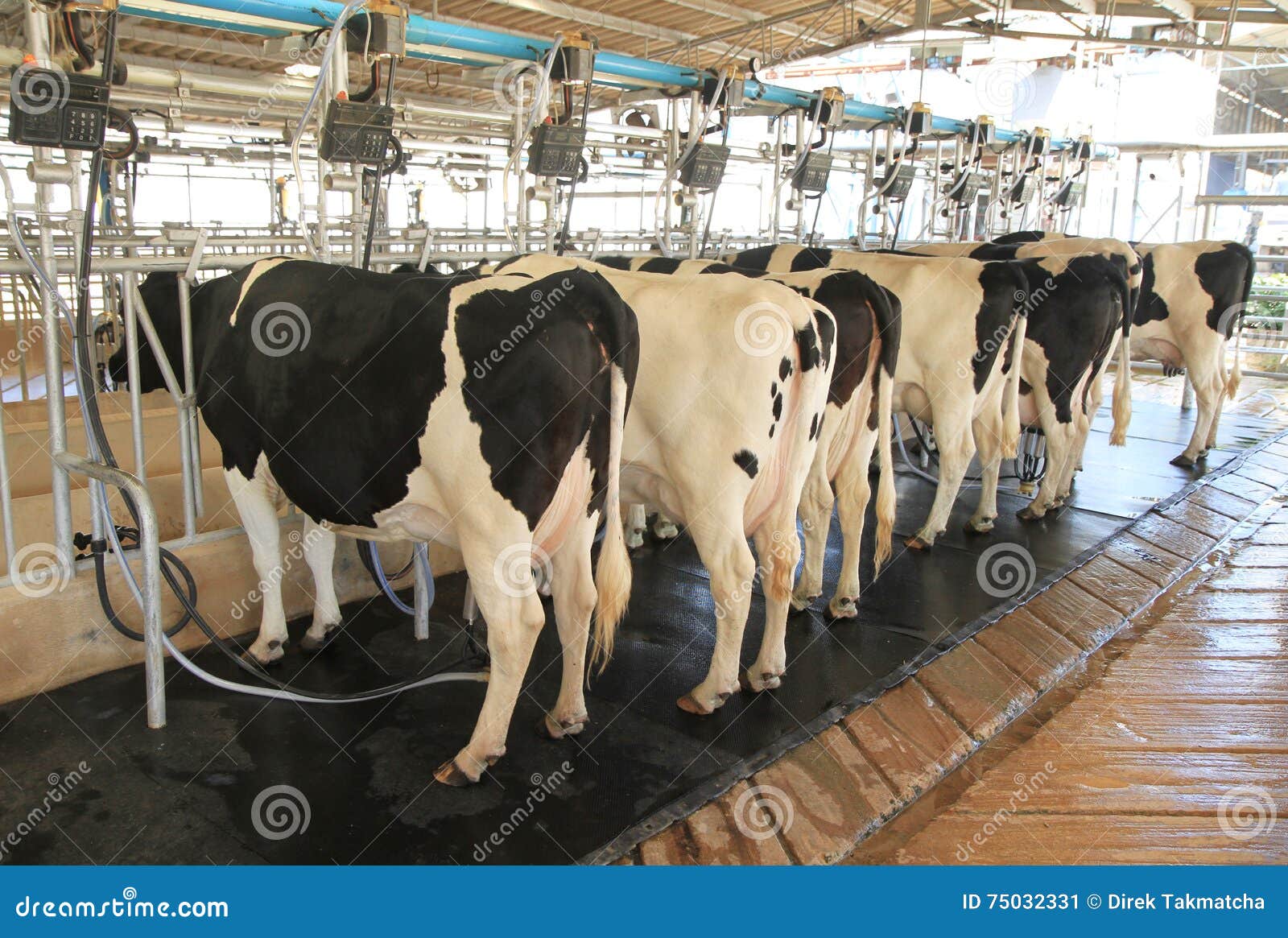 Cow milking facility stock image. Image of equipment - 75032331