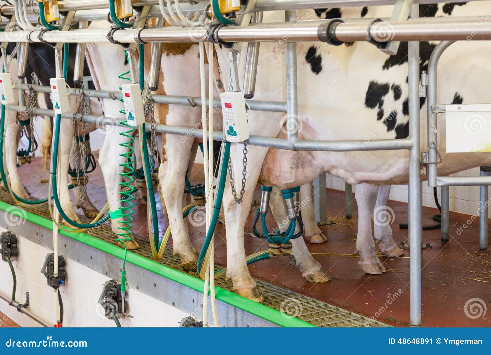 Cow Milking Facility in a Farm Stock Image - Image of bovine, cows ...