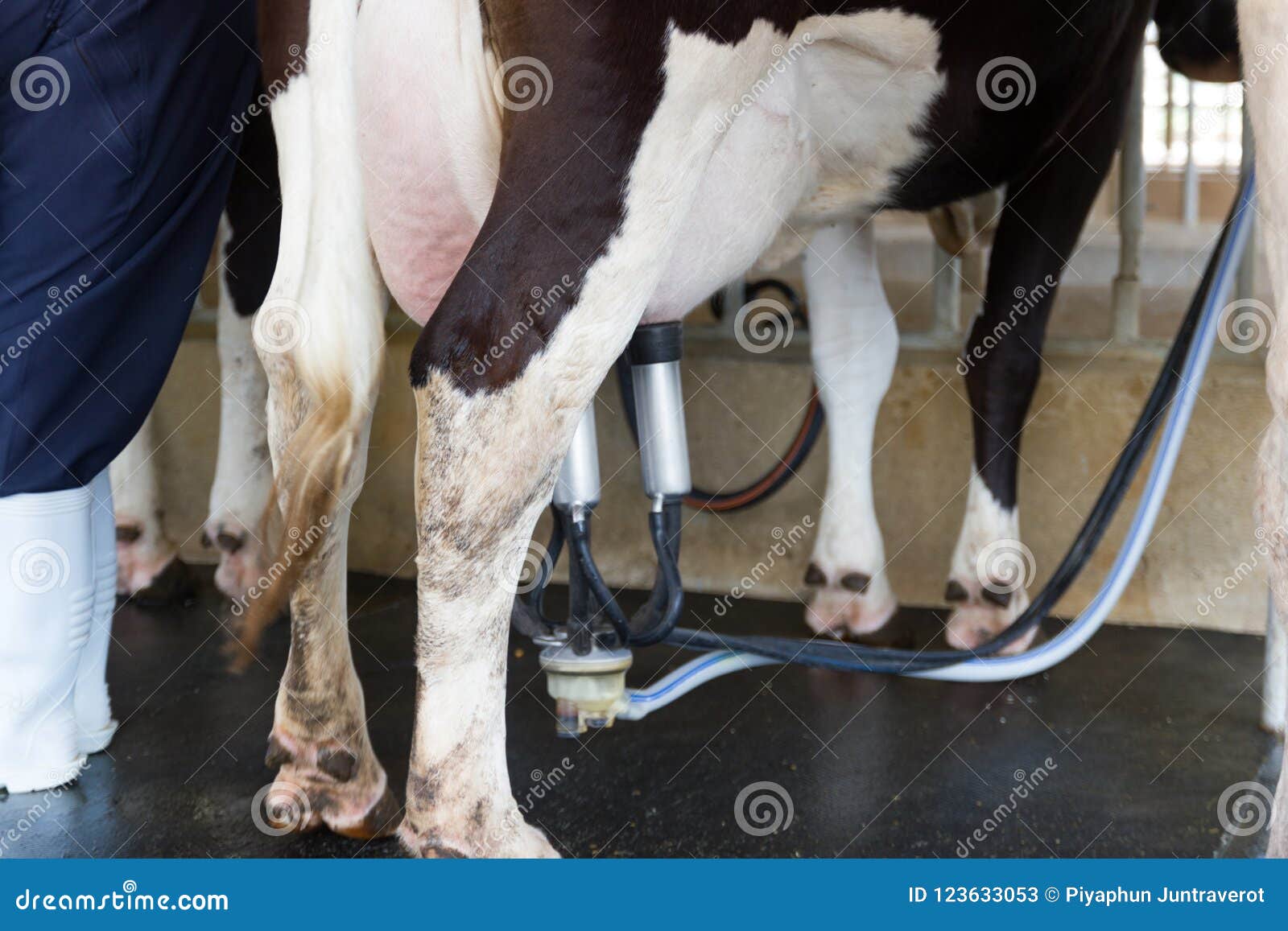 Cow Milking Facility, Milking Cow with Milking Machine Modern Stock ...