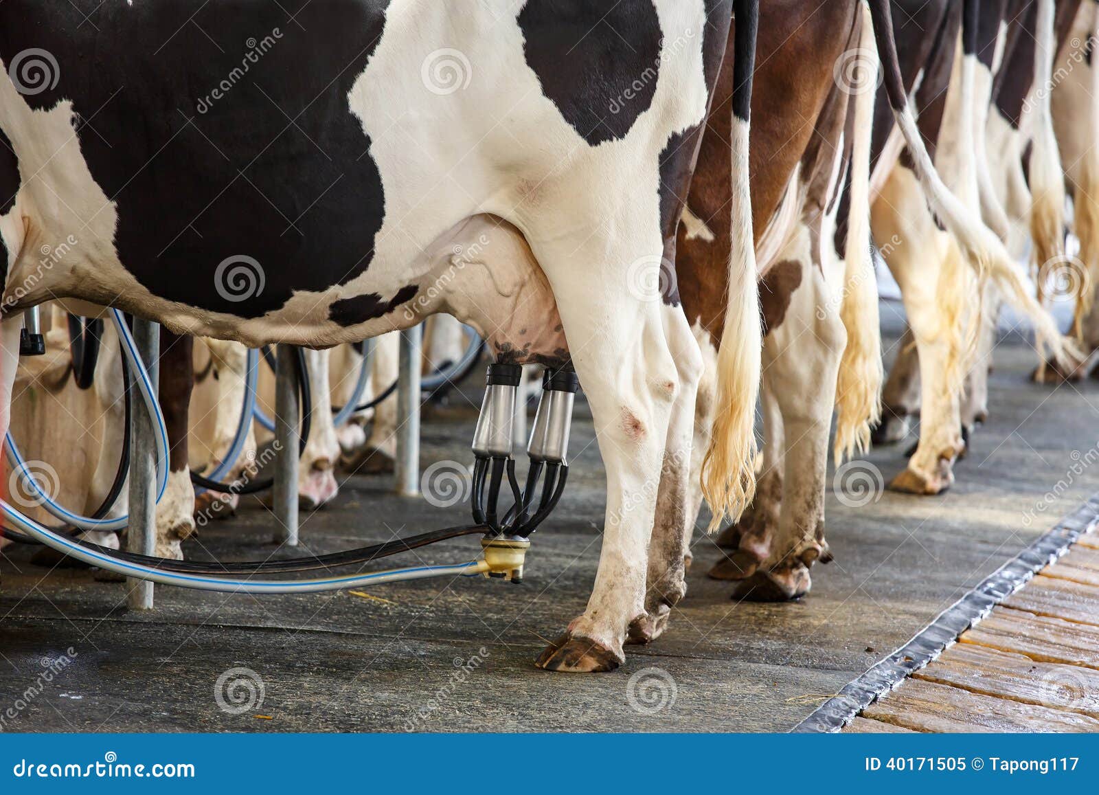 Cow milking facility stock image. Image of industry, animal - 40171505