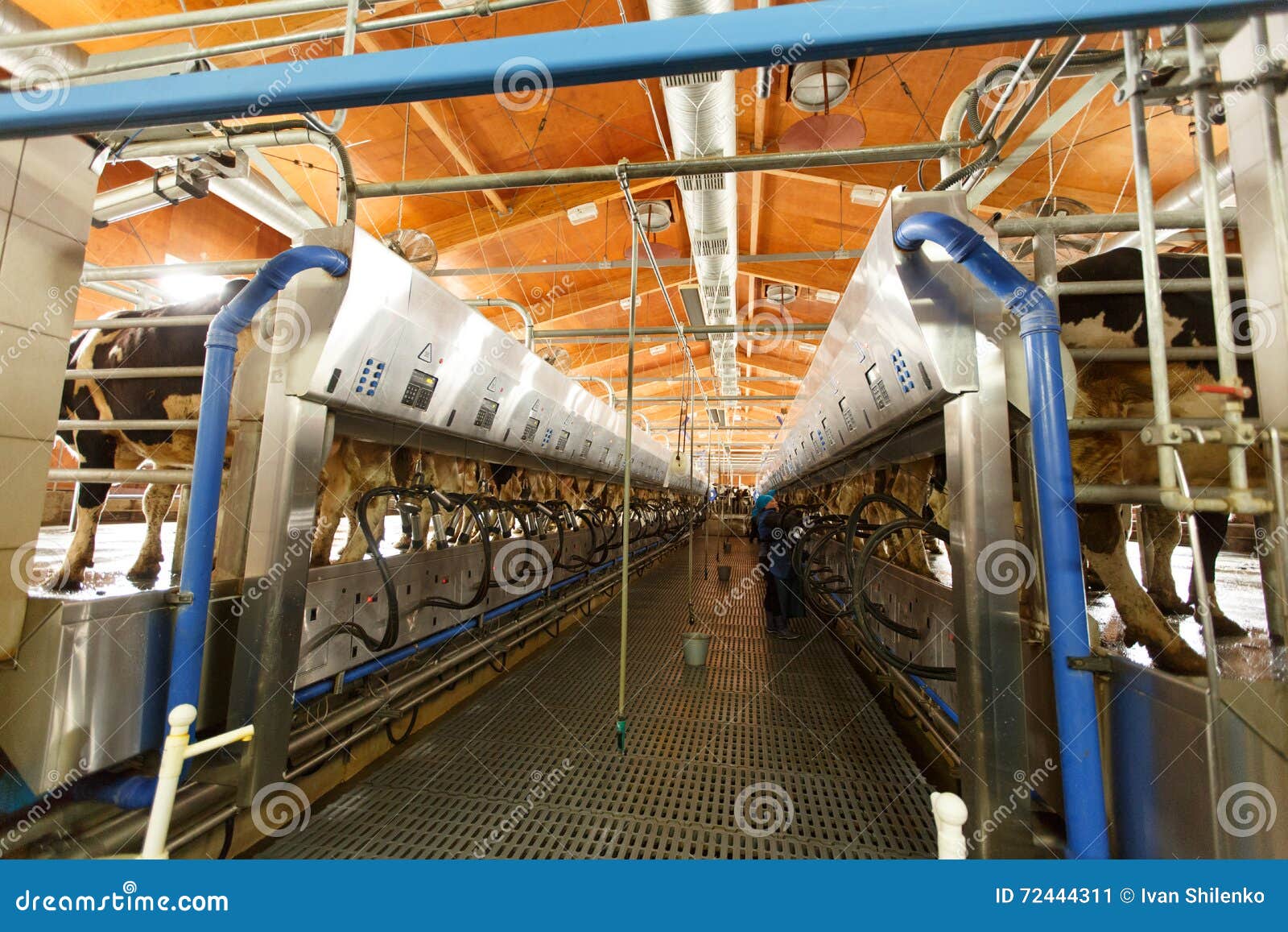 Cow Milking Facility On Dairy Farm Stock Photography | CartoonDealer ...