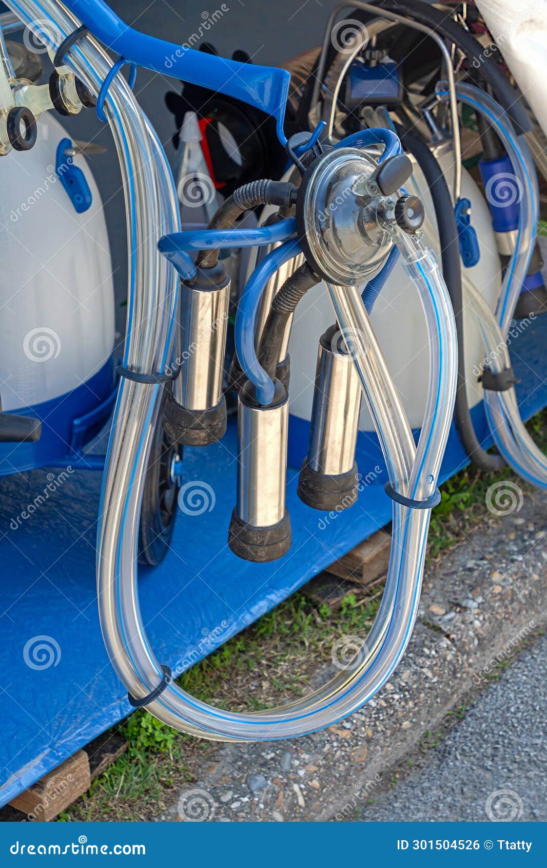 Cow milking machine stock photo. Image of mammal, production - 301504526