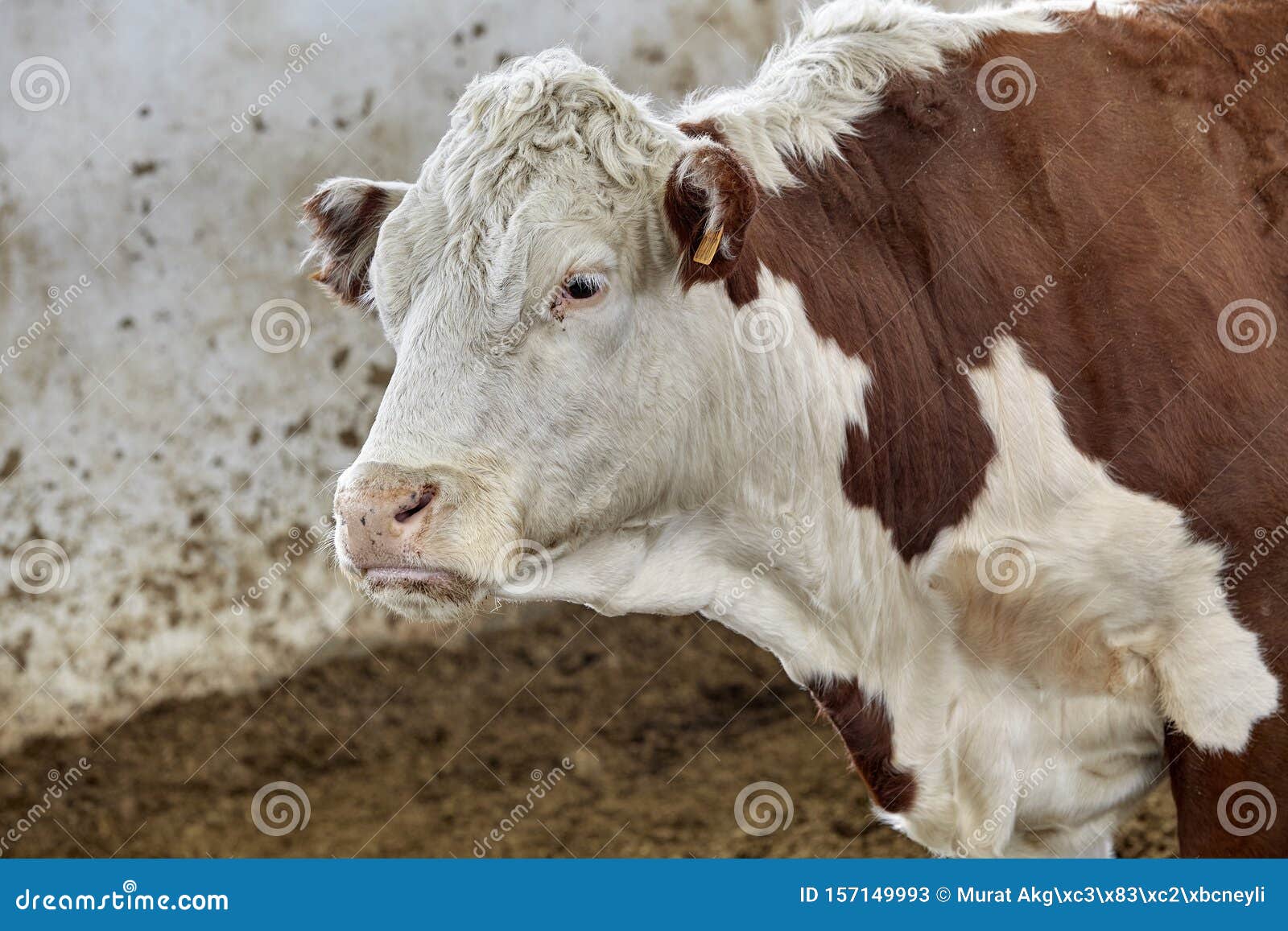 Cow in moden farm stock image. Image of country, food - 157149993