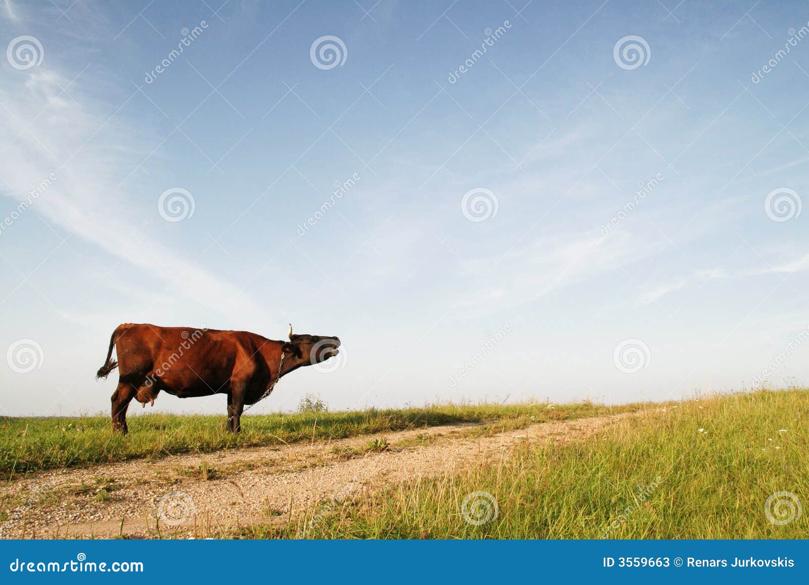 Cow moo stock image. Image of ranch, field, farm, herd - 3559663