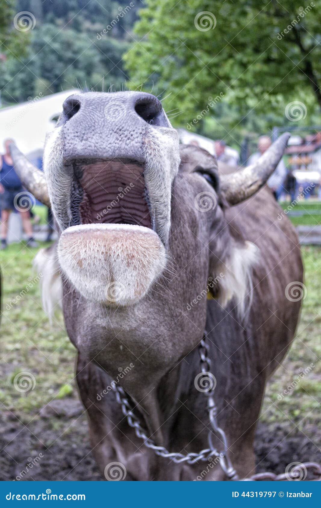 Cow moo stock image. Image of bull, funny, herd, farm - 44319797