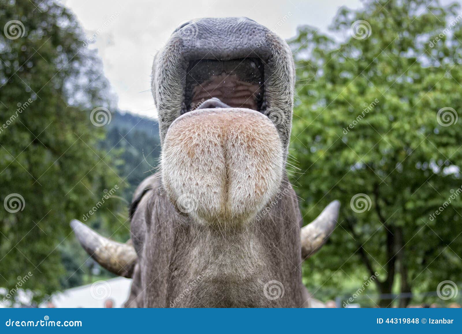 Cow moo stock photo. Image of white, agriculture, nature - 44319848