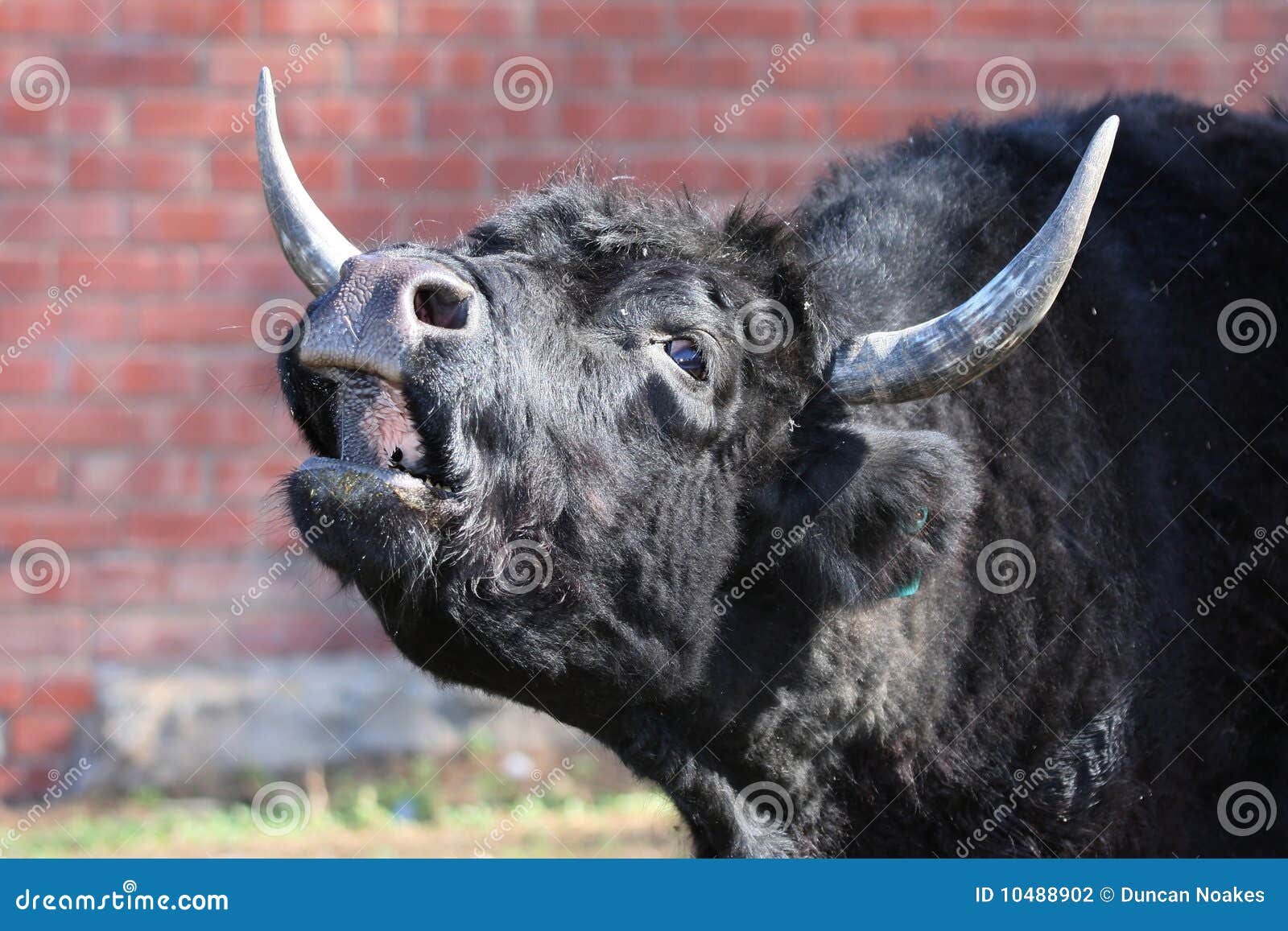 Bull Mooing