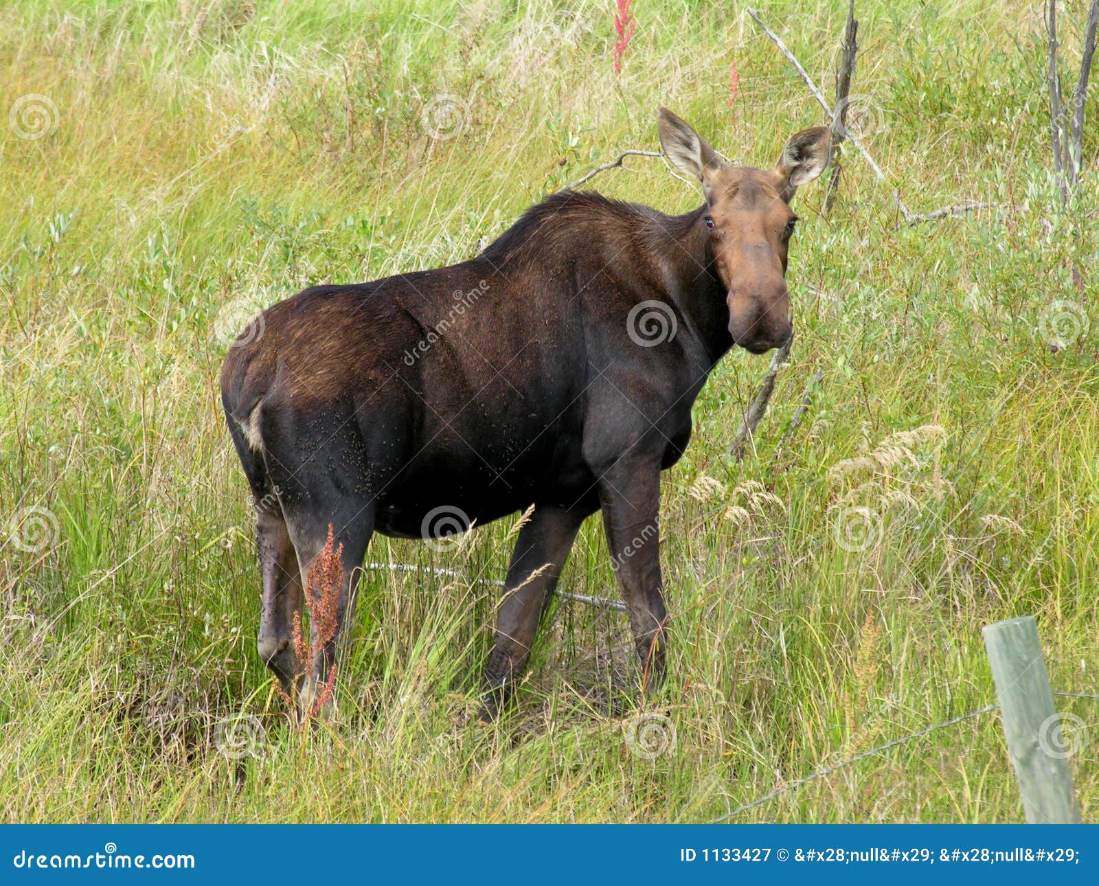 Cow Moos stock image. Image of eating, female, wild, meadow - 1133427