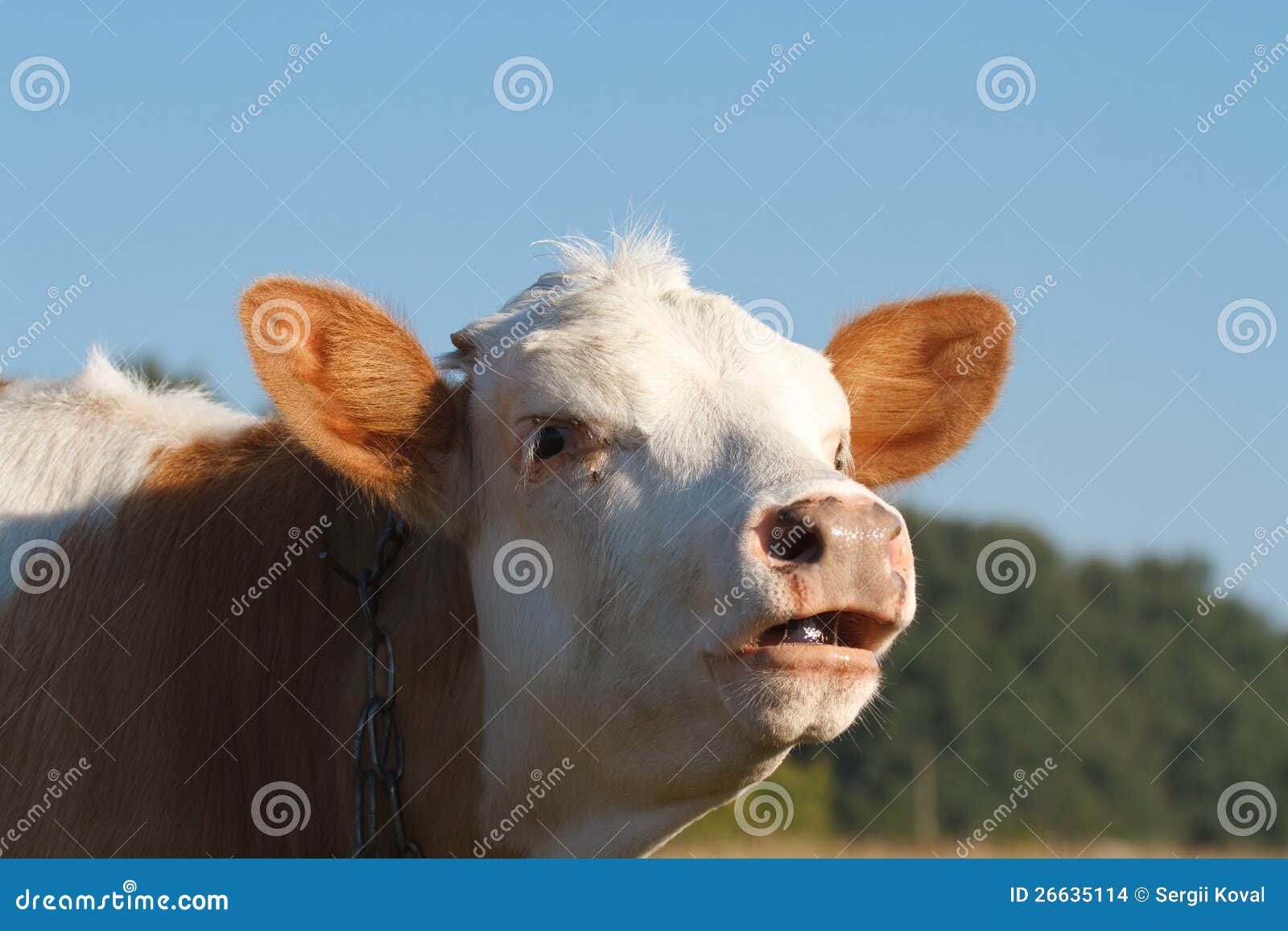 Cow moos stock photo. Image of nature, human, blue, farm - 26635114