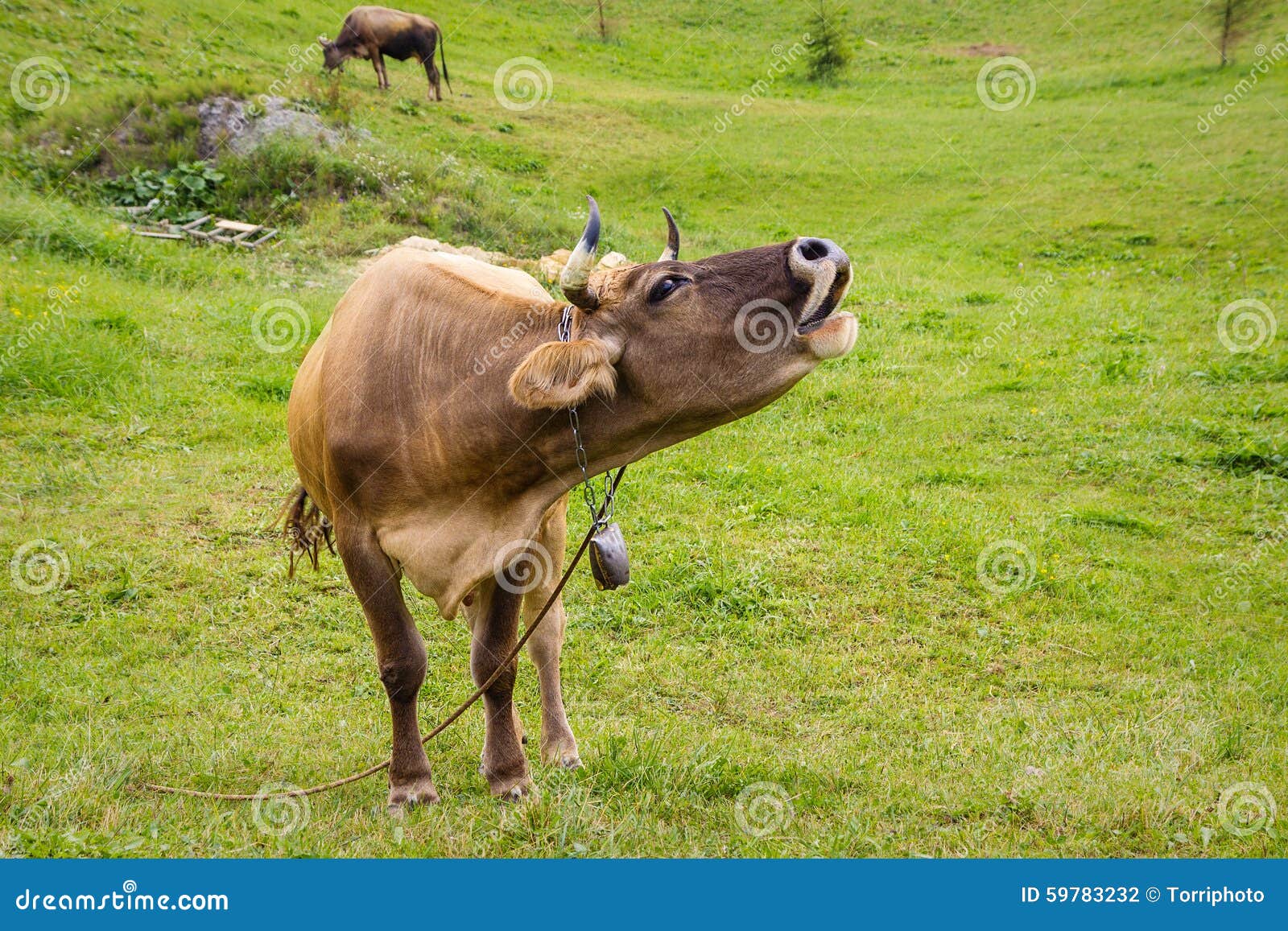 Cow moos stock photo. Image of rural, grass, cows, nature - 59783232