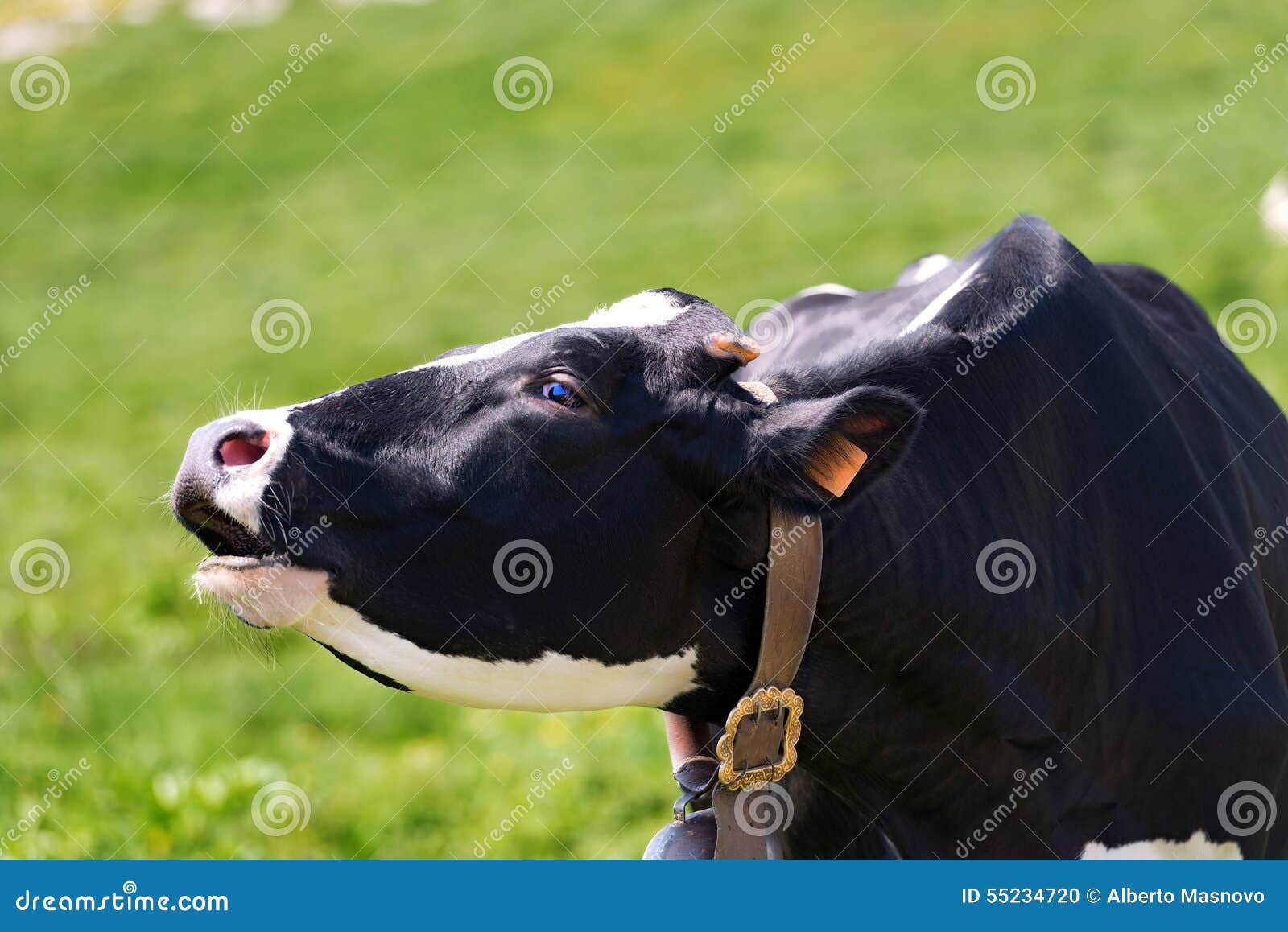 Cow Moos in the Meadow stock photo. Image of animal, farming - 55234720