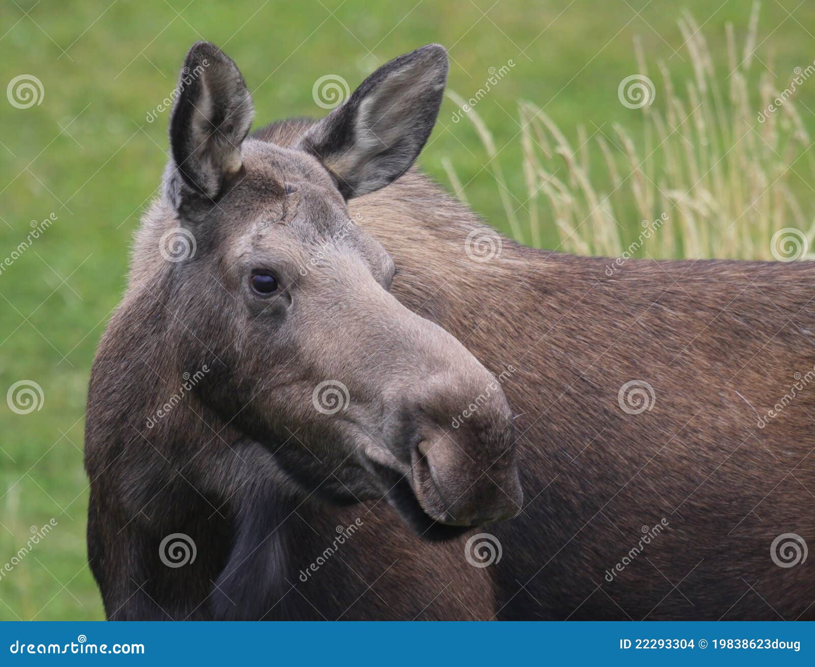 Cow Moose stock photo. Image of green, nature, hair, moose - 22293304