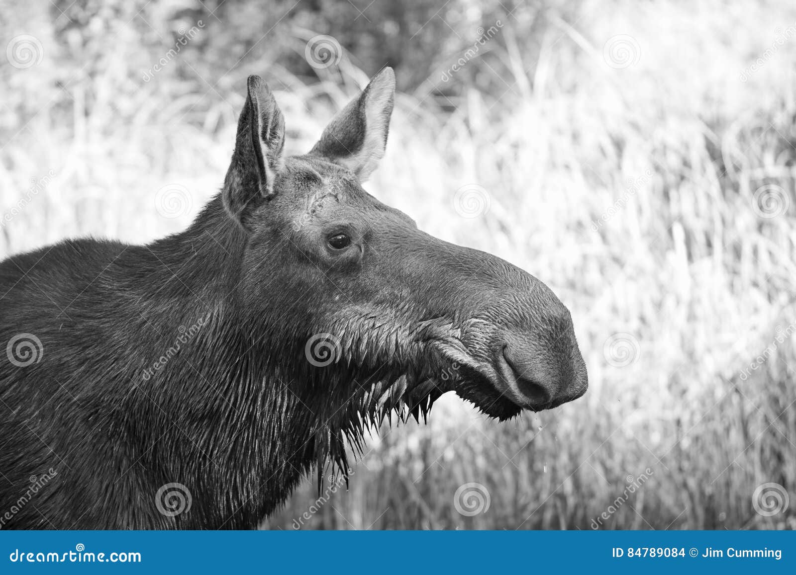 Cow Moose Alces Alces in Black and White Stock Photo - Image of ...