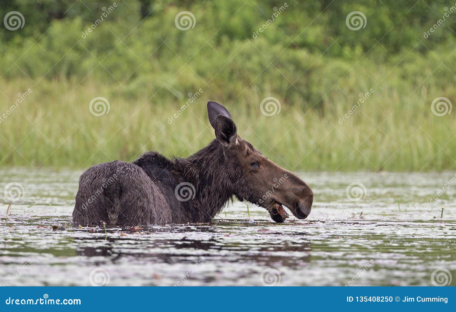 A Cow Moose Alces Alces Grazing in Algonquin Park, Canada in Spring ...
