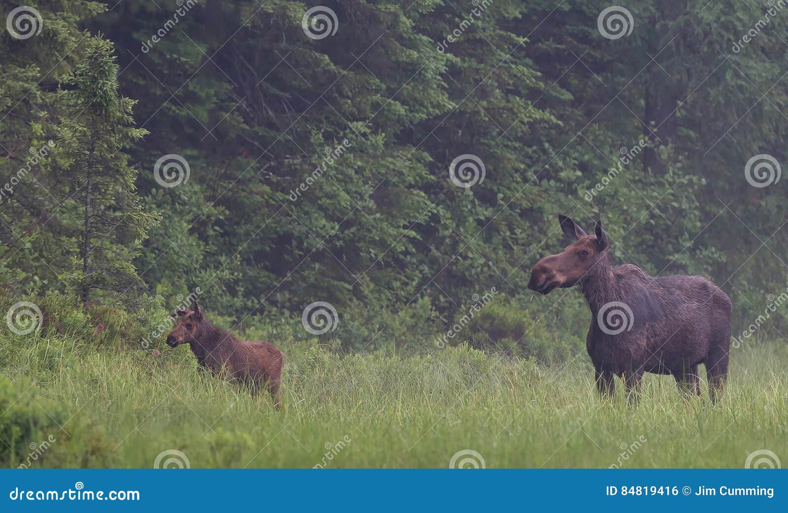 Cow Moose and Calf in Algonquin Park Stock Photo - Image of outdoor ...