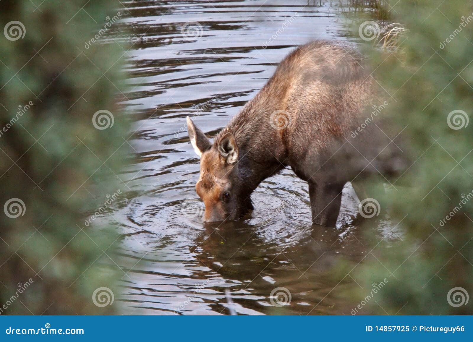 Cow Moose Drinking In River Royalty-Free Stock Photo | CartoonDealer ...