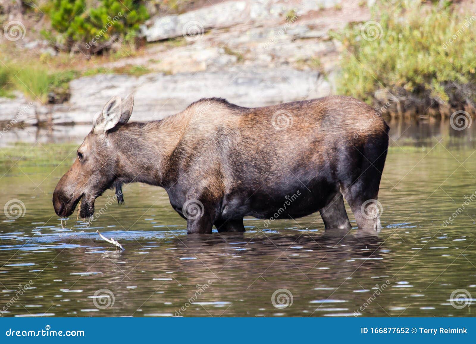 A cow moose eating stock photo. Image of mammal, wildlife - 166877652