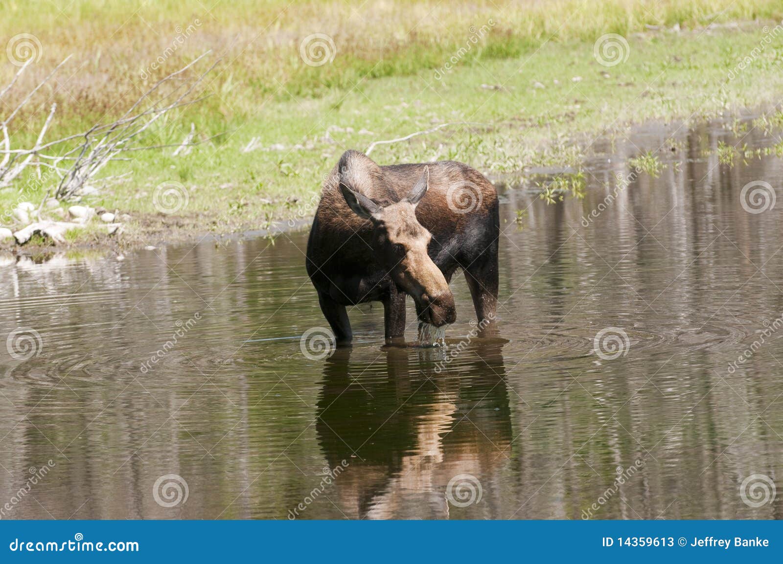 Cow Moose feeding stock image. Image of landscape, deer - 14359613