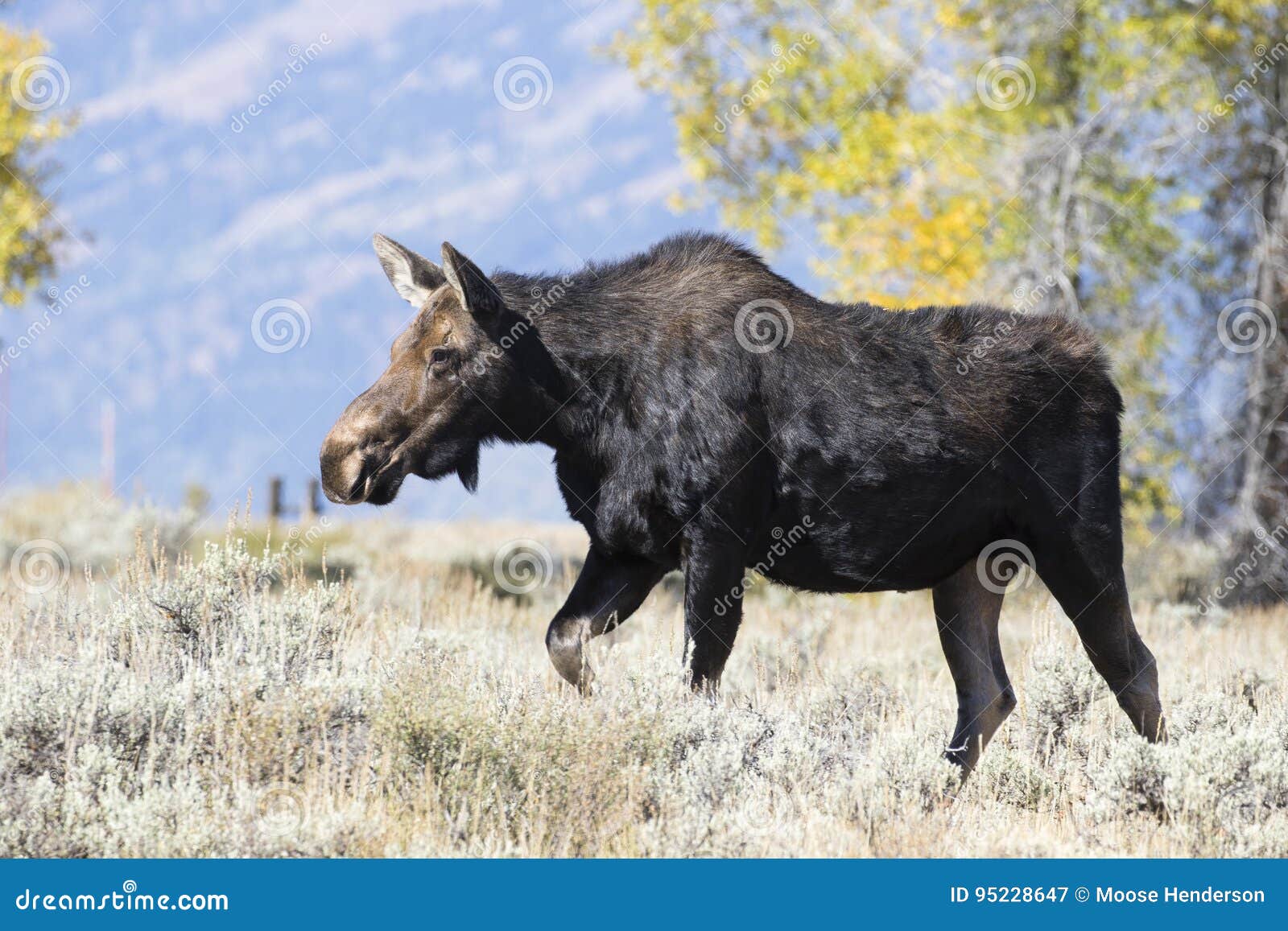 COW MOOSE in GRASS and SAGEBRUSH MEADOW STOCK IMAGE Stock Image - Image ...