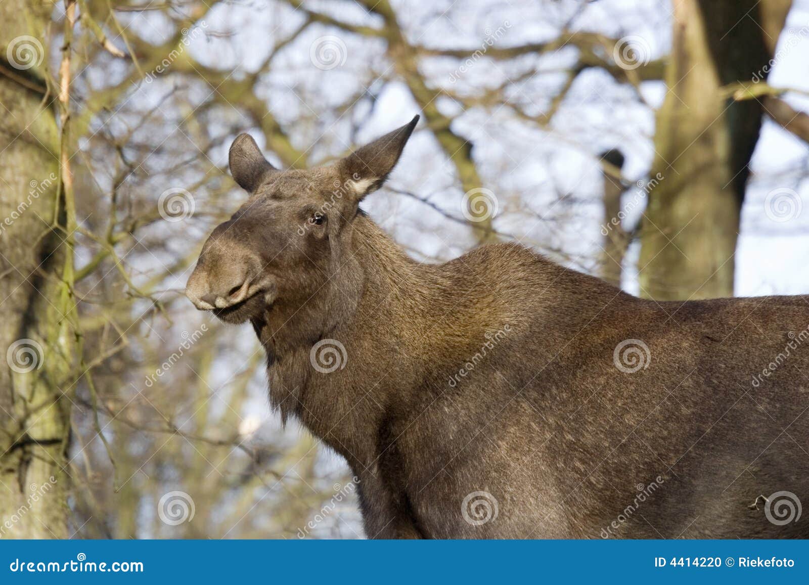 Cow moose portrait stock photo. Image of livestock, mammal - 4414220
