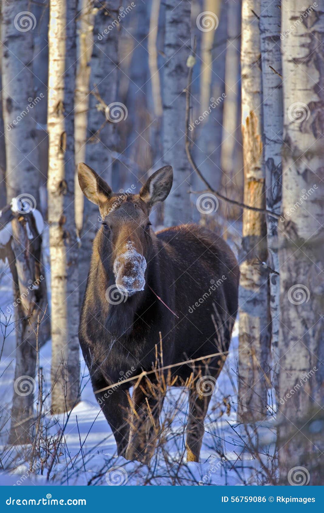 Cow Moose stock photo. Image of alces, animals, snow - 56759086