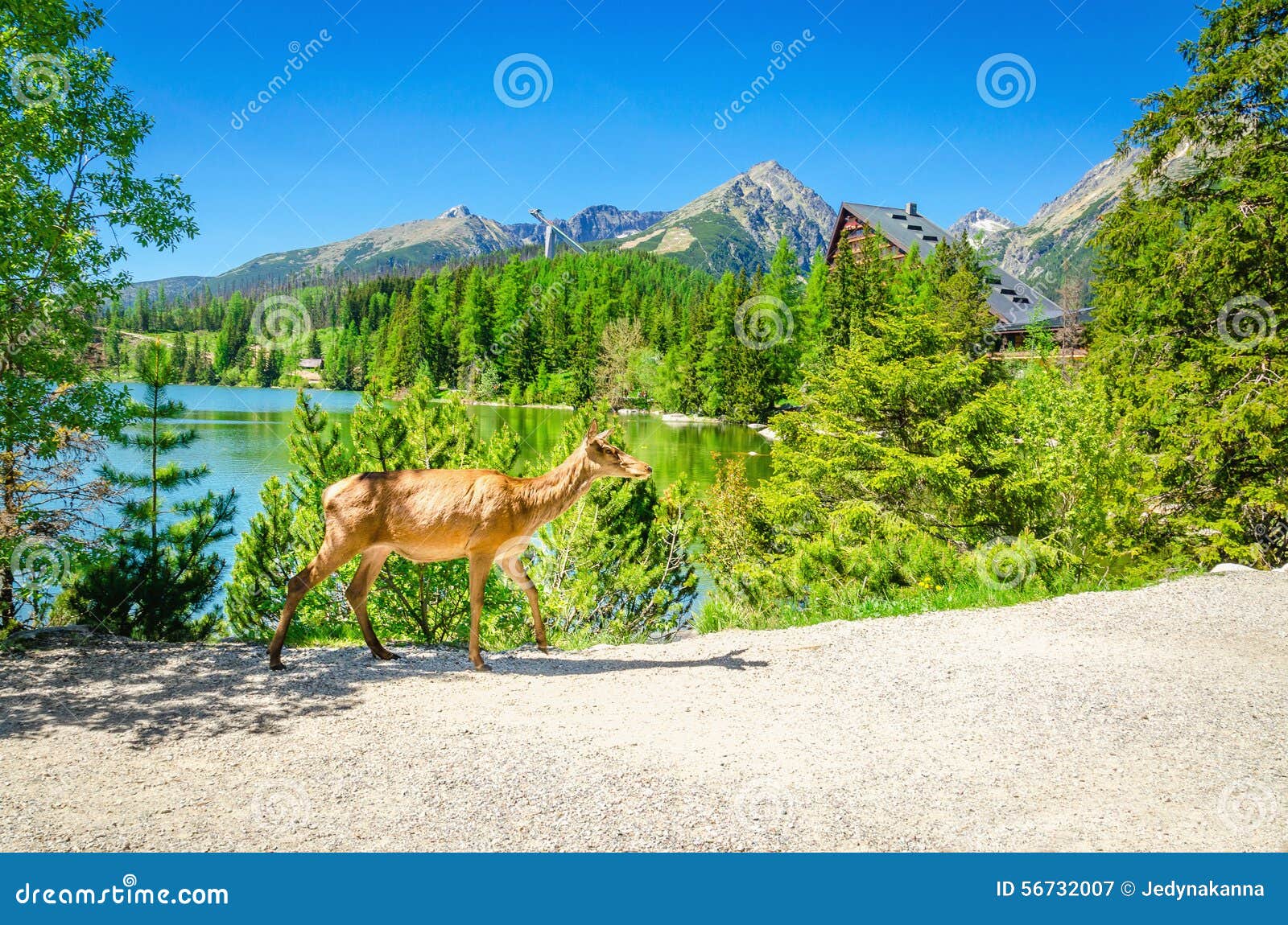 Cow Moose Walks the Path beside a Mountain Lake Stock Image - Image of ...
