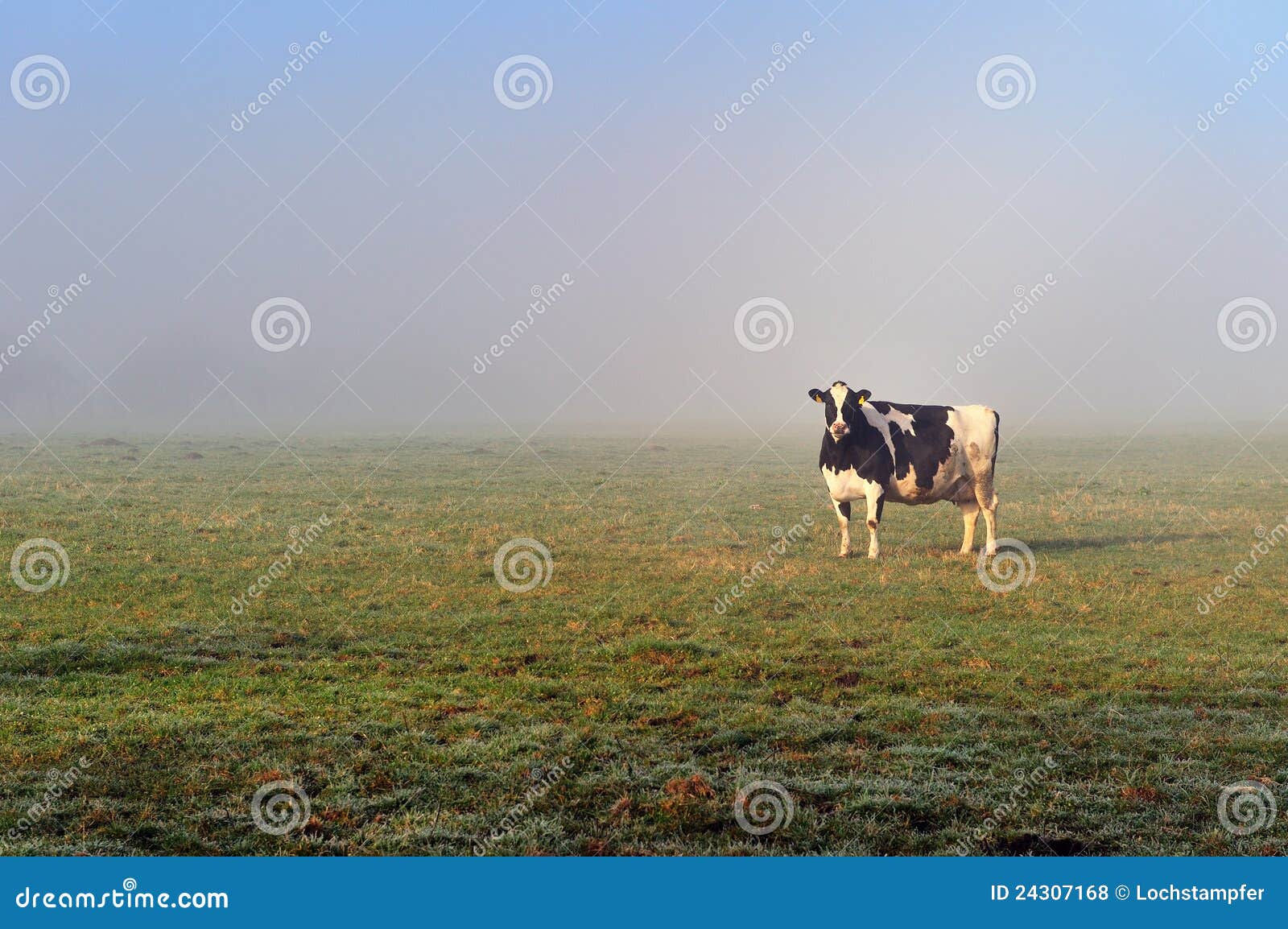 Cow in the morning stock photo. Image of morning, black - 24307168