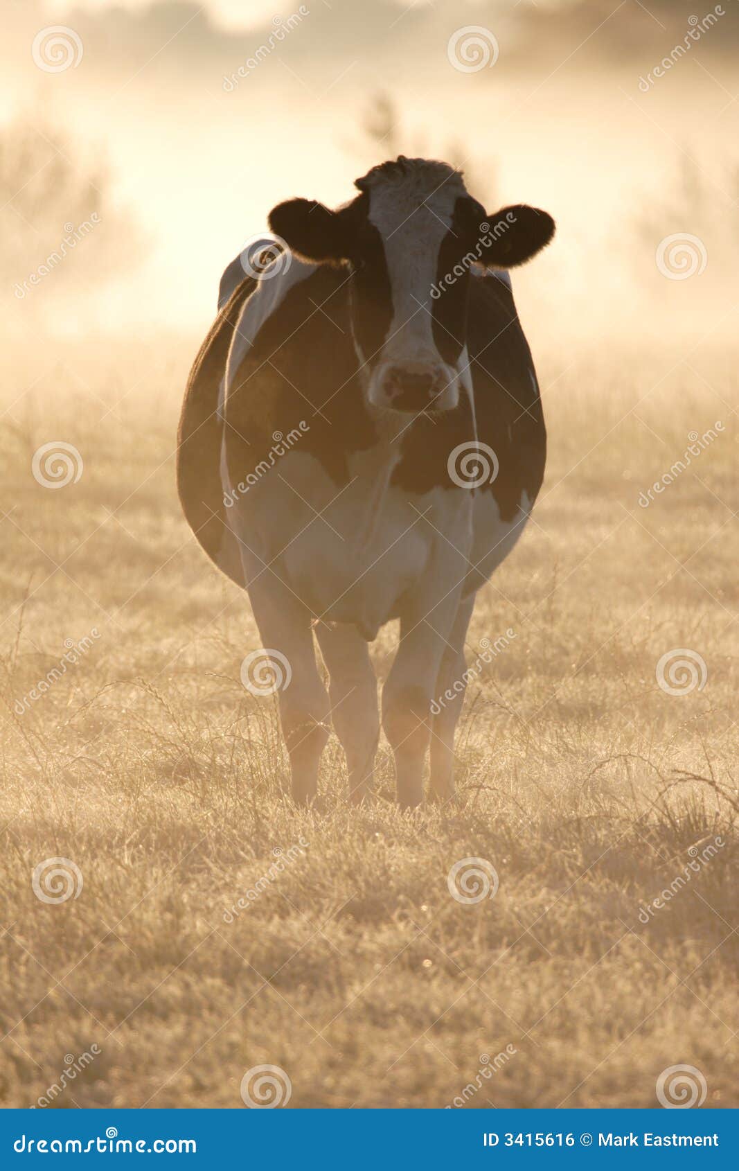 Cow in Morning Frosty Mist. Stock Photo - Image of dairy, farm: 3415616