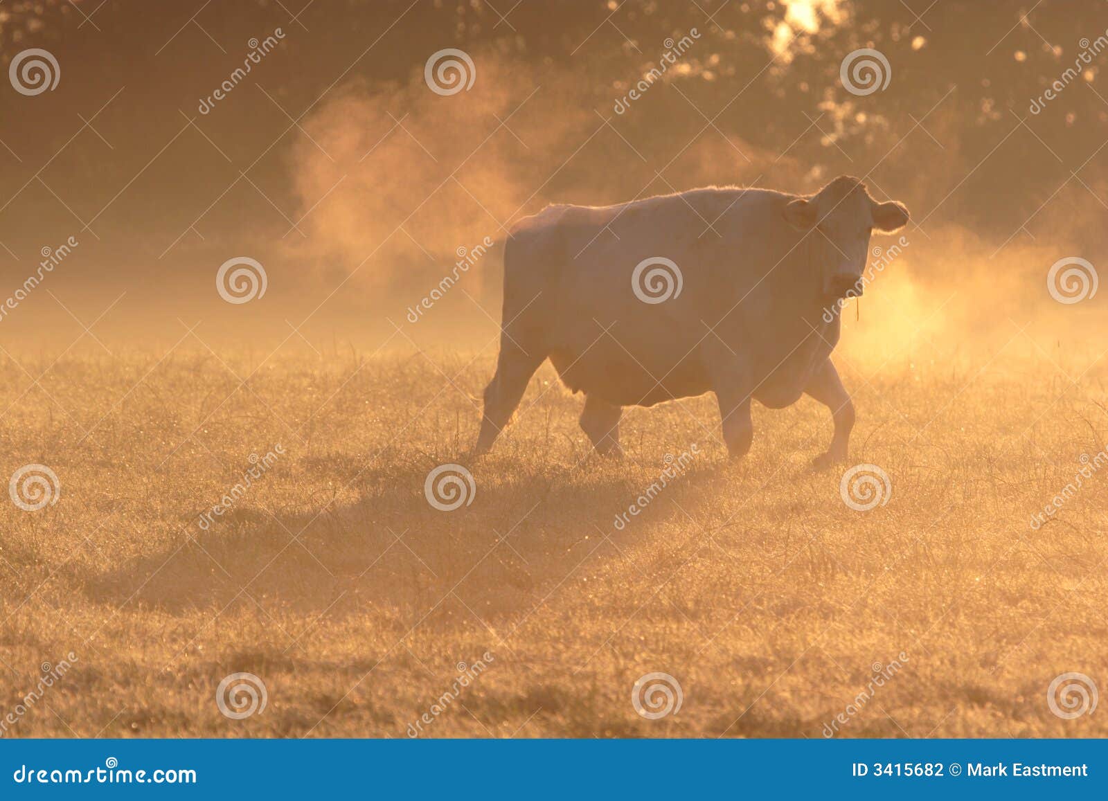 Cow in Morning Frosty Mist. Stock Photo - Image of winter, nature: 3415682