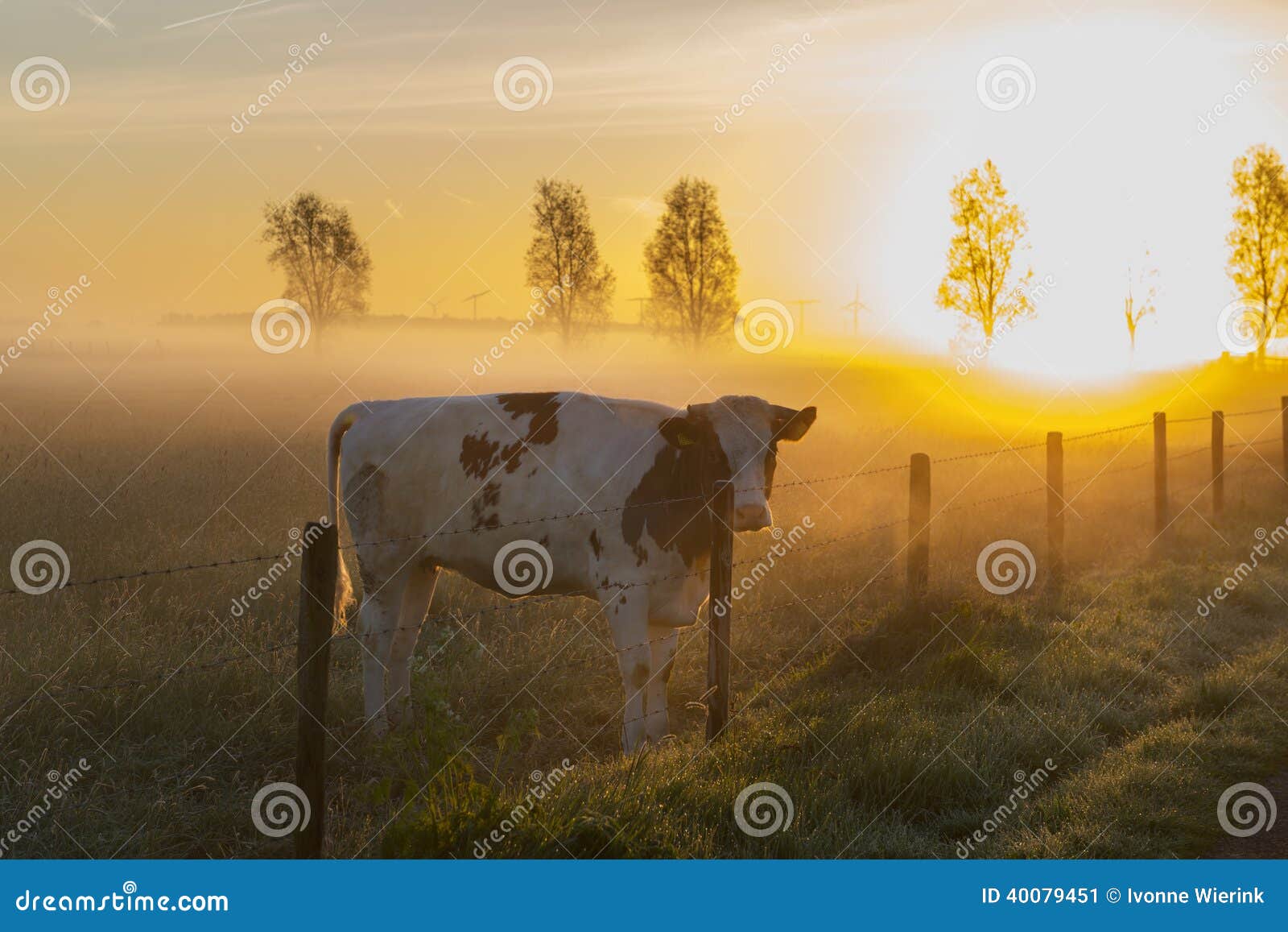 Cow in the morning stock image. Image of animals, meadows - 40079451