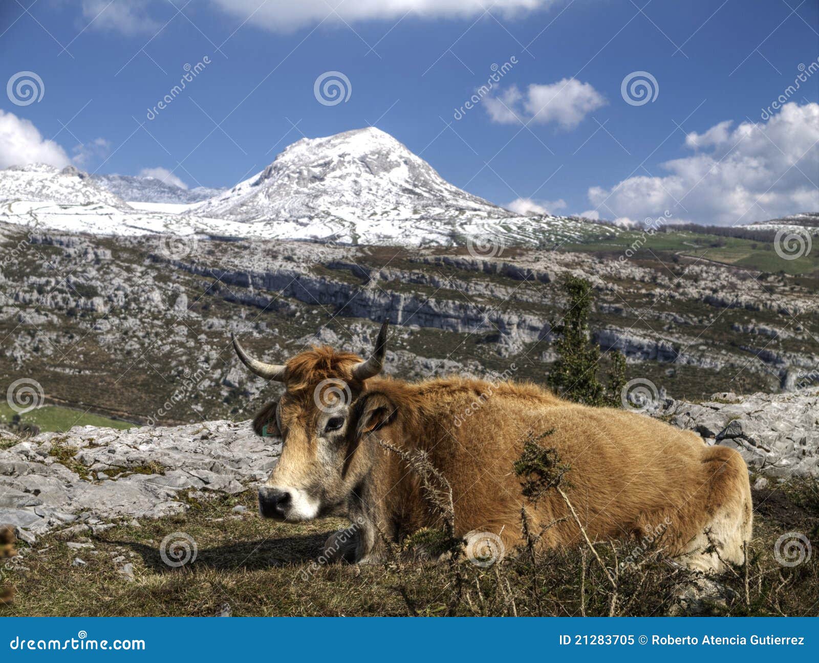 Cow mountain stock image. Image of horns, grass, mount - 21283705