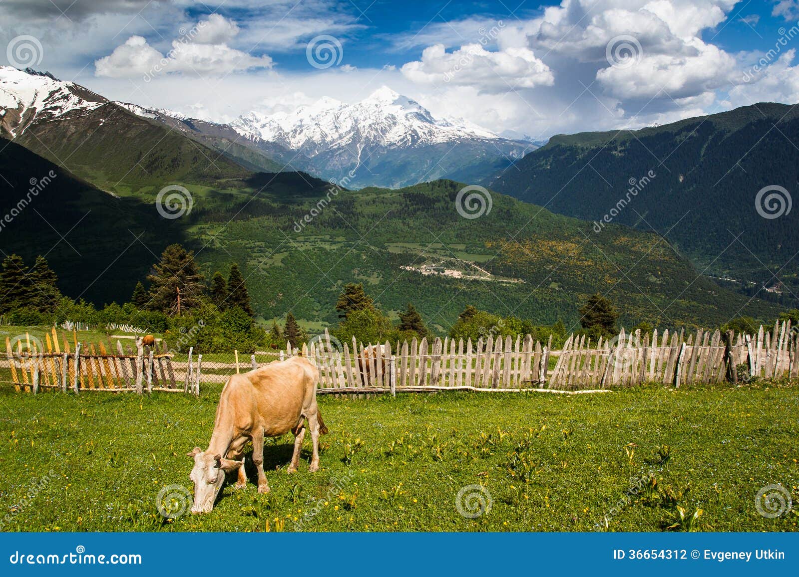 Cow on mountain pasture stock photo. Image of spruce - 36654312