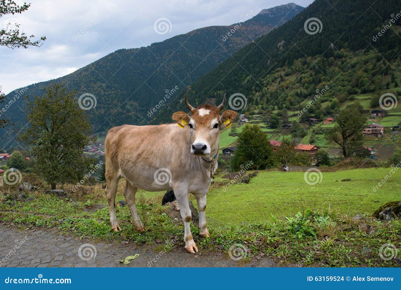 Cow in a mountain village stock photo. Image of field - 63159524