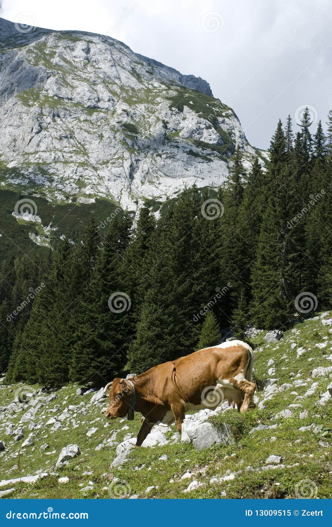 Cow in the Mountains stock image. Image of hill, planina - 13009515