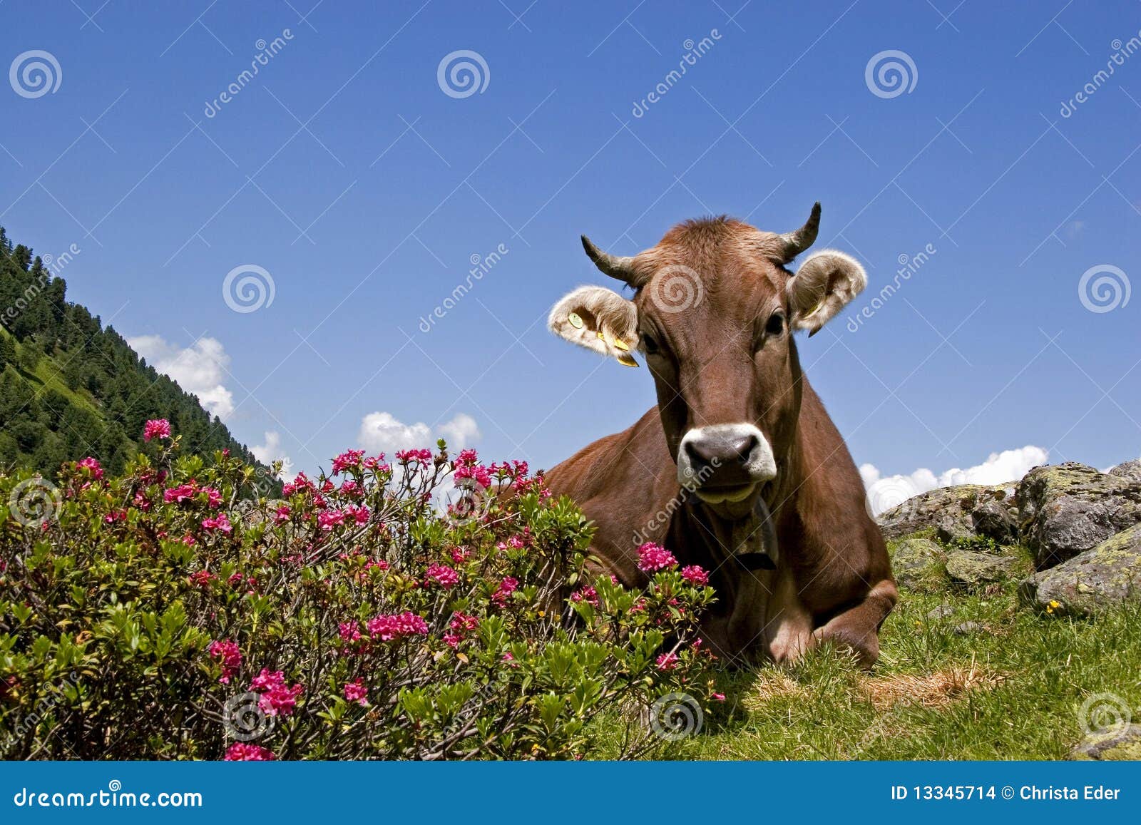 Cow in mountains stock photo. Image of calf, alpine, mountains - 13345714