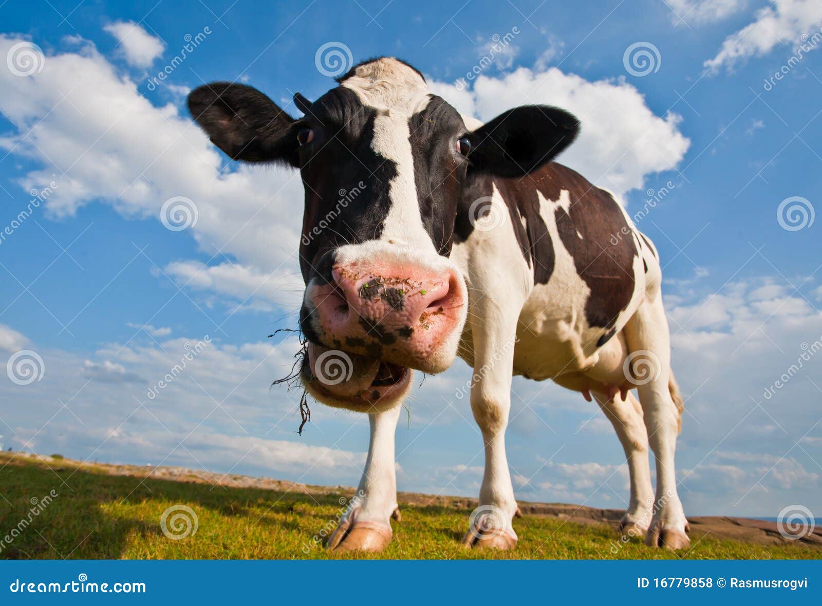 Cow Munching Grass Royalty Free Stock Photos - Image: 16779858