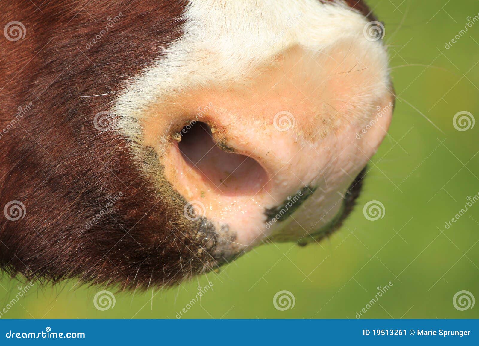 Cow muzzle stock image. Image of flesh, animal, ruminant - 19513261