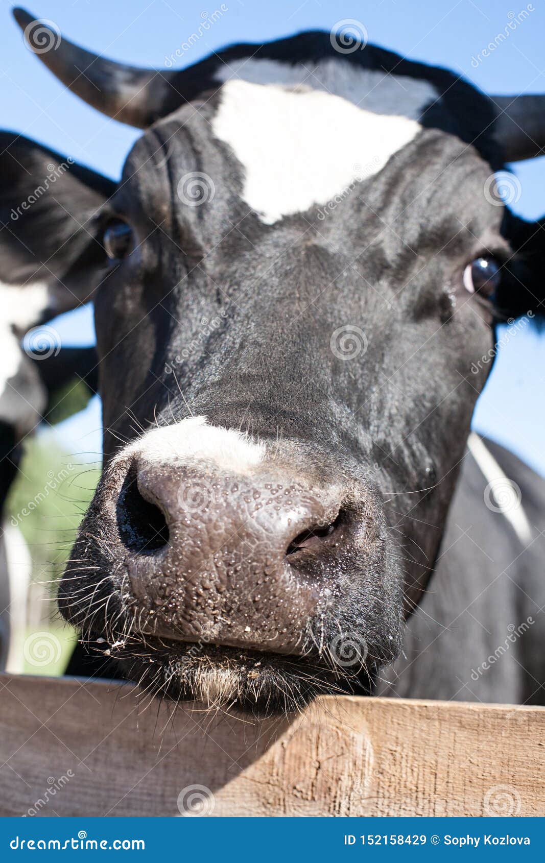 Cow Muzzle Closeup Front View with Focus on the Nose Stock Image ...