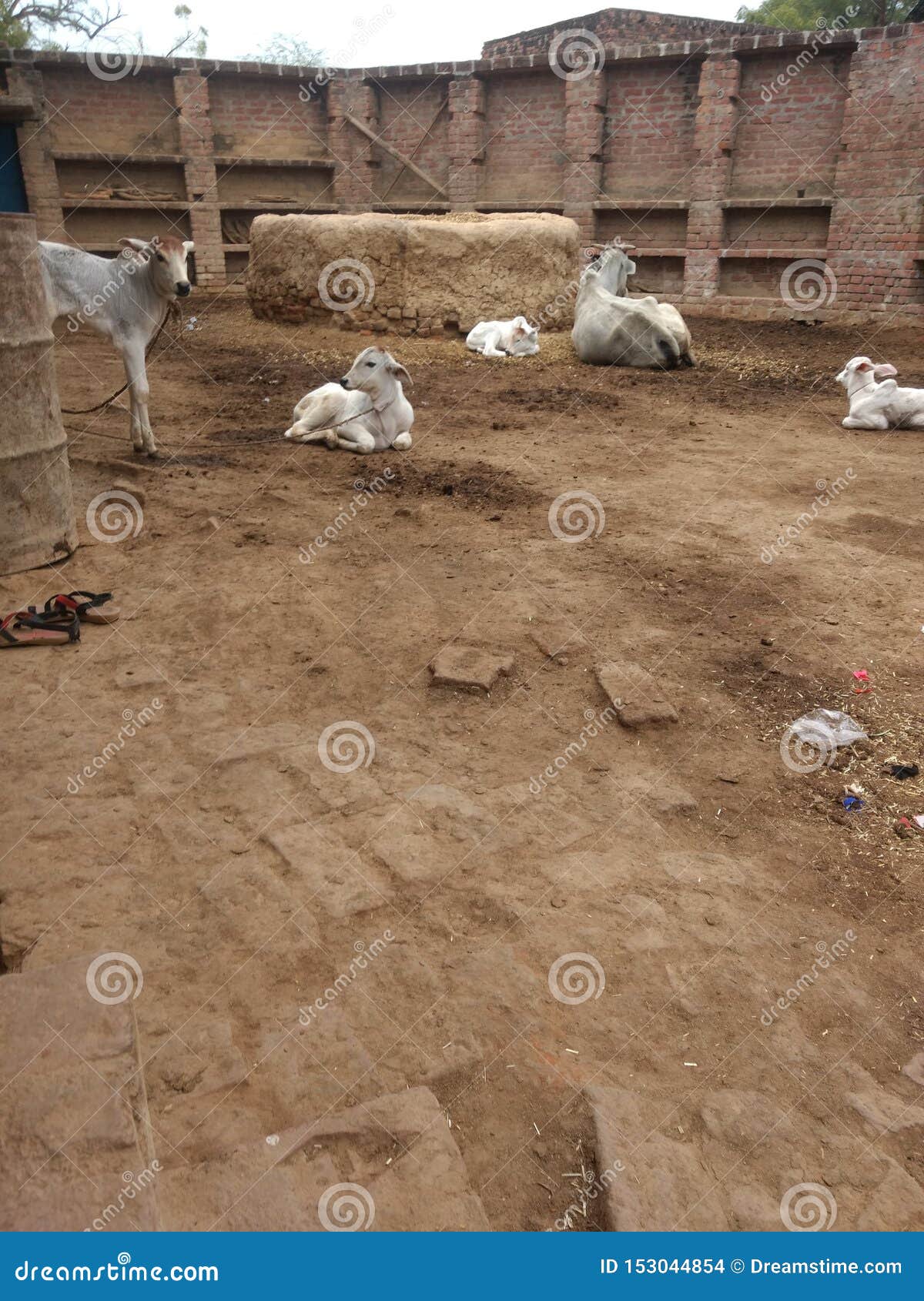 Cow stock photo. Image of alot, family, dear, milk, business - 153044854