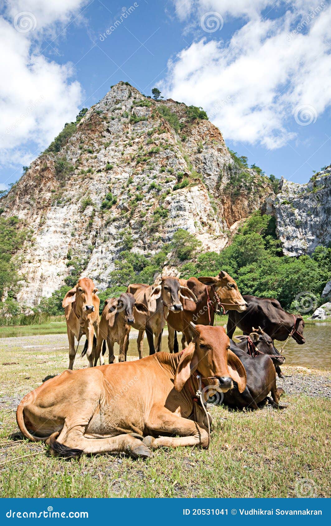 Cow in nature stock image. Image of animal, bovine, wild - 20531041