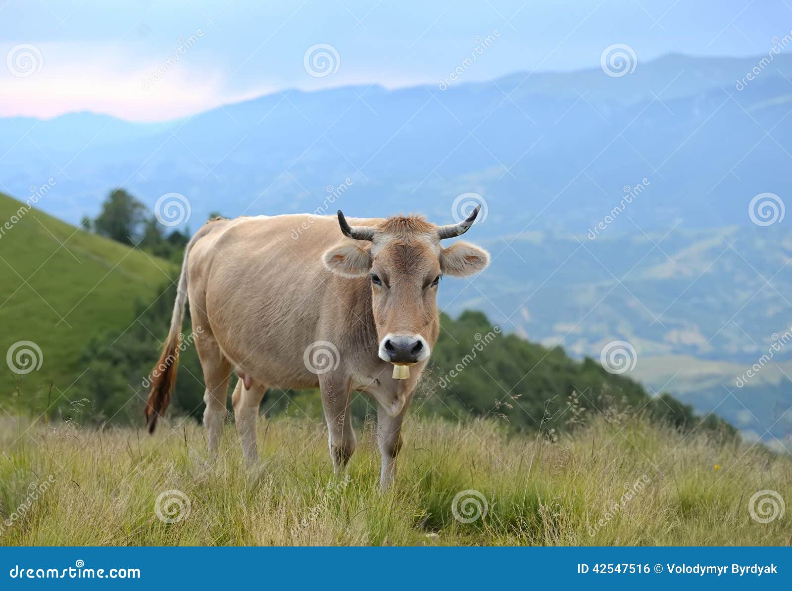 Cow in nature stock photo. Image of environment, agriculture - 42547516
