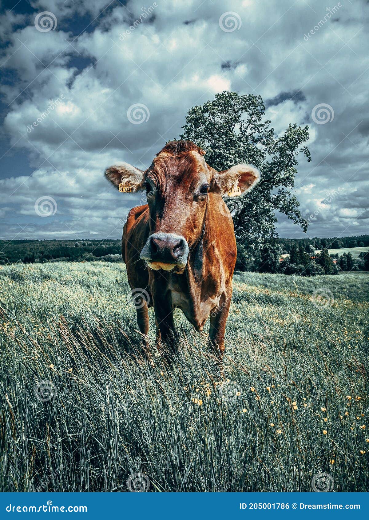 Cow in the nature stock photo. Image of wildlife, animal - 205001786