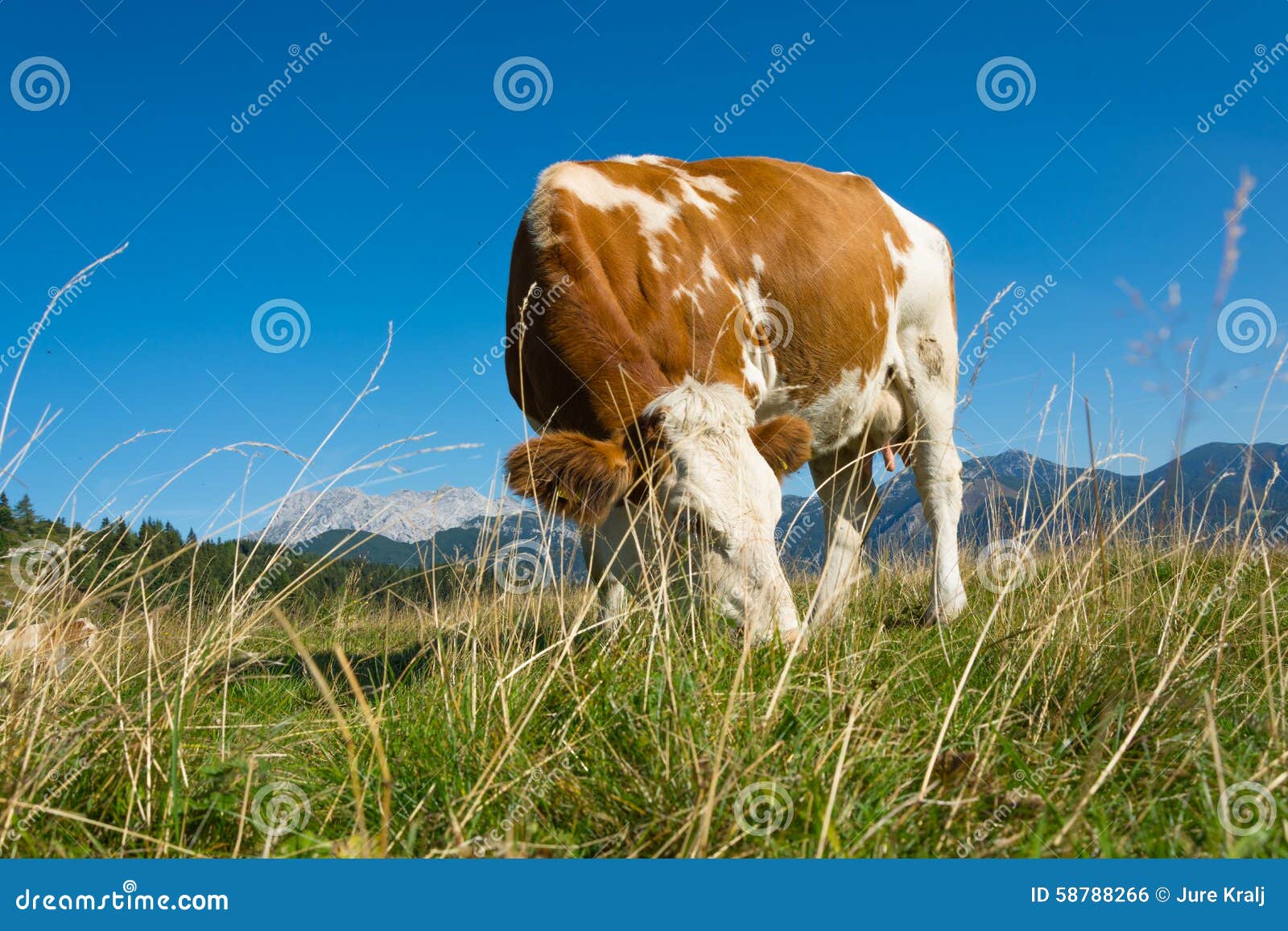 Cow in nature stock photo. Image of adventure, brown - 58788266