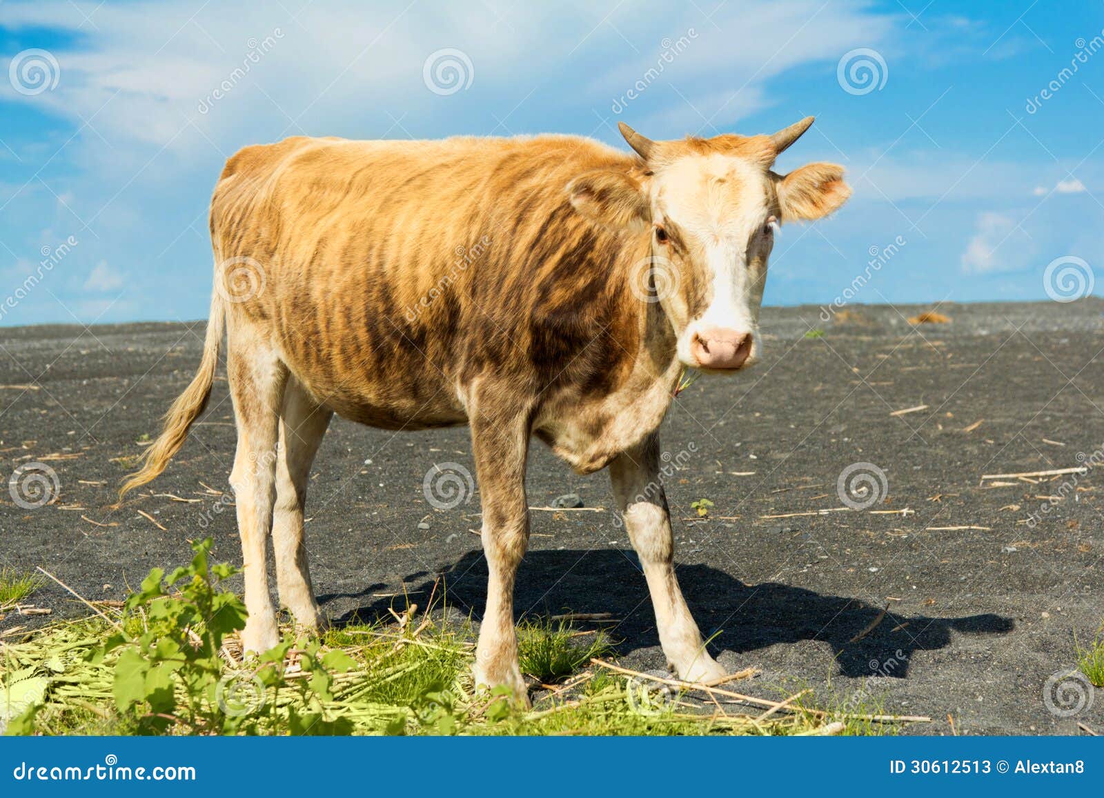 Cow on nature stock image. Image of landscape, animals - 30612513