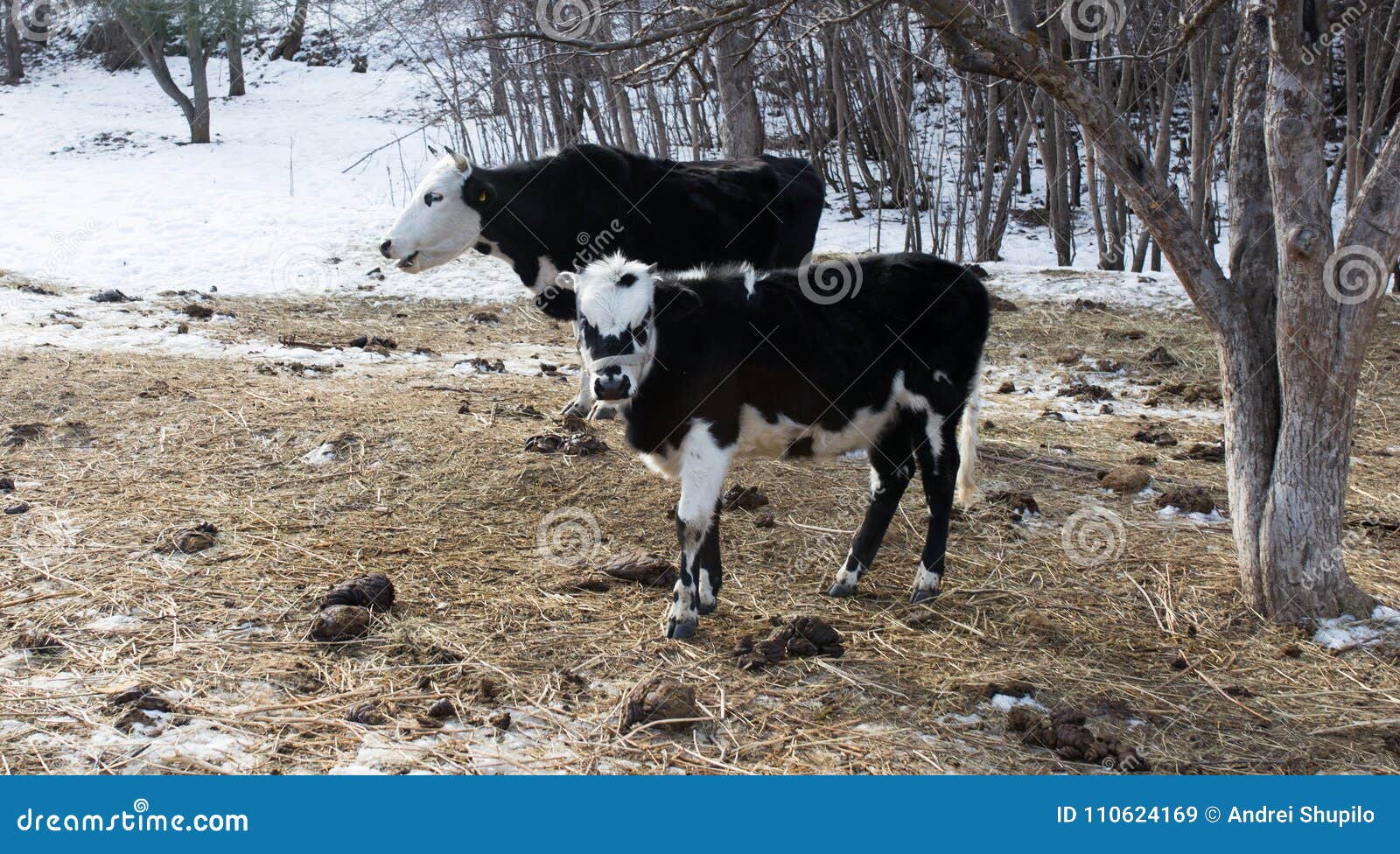 Cow in nature in winter stock image. Image of fence - 110624169