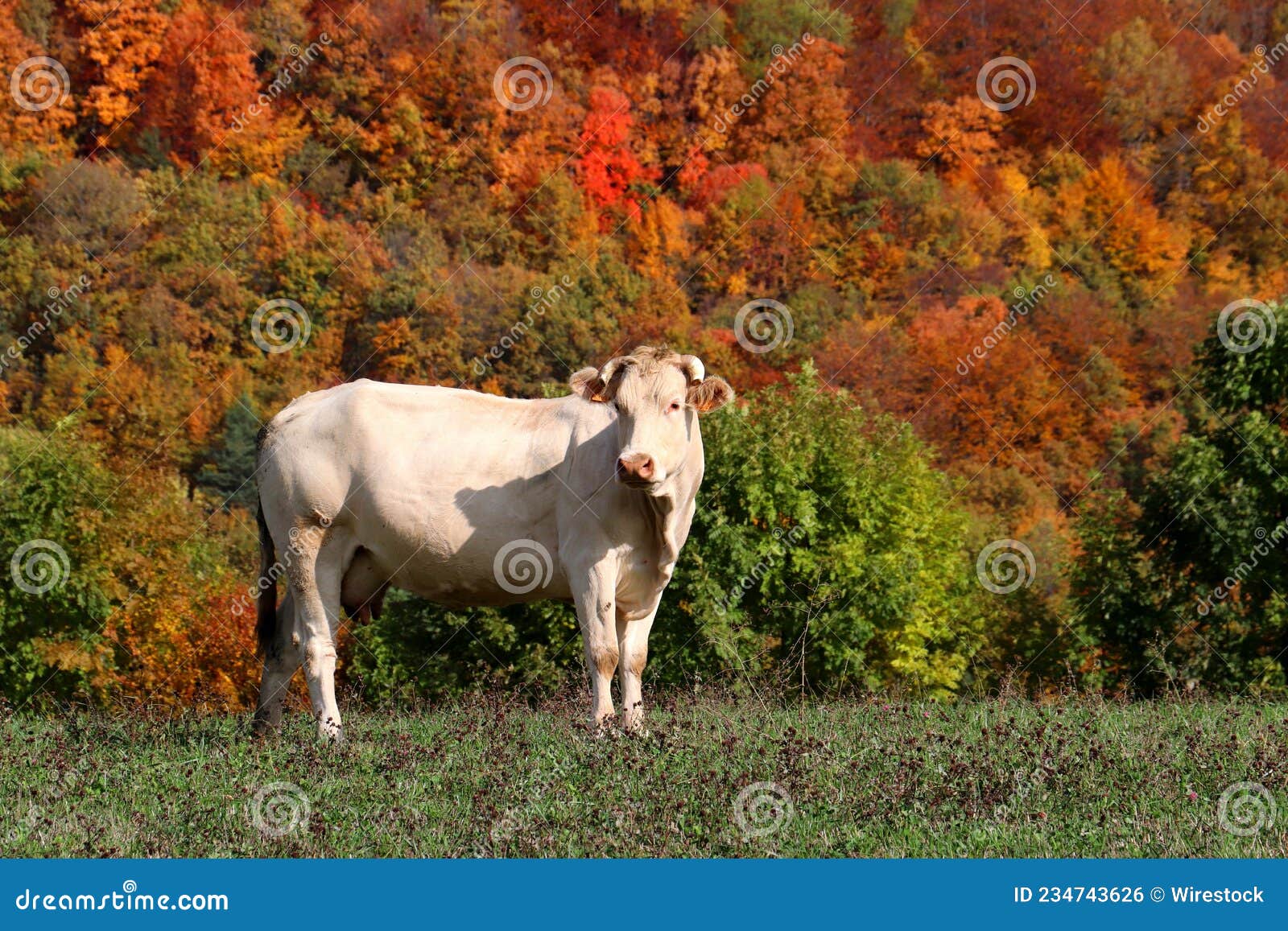Cow Near the Beautiful Fall Forest during the Daytime Stock Photo ...