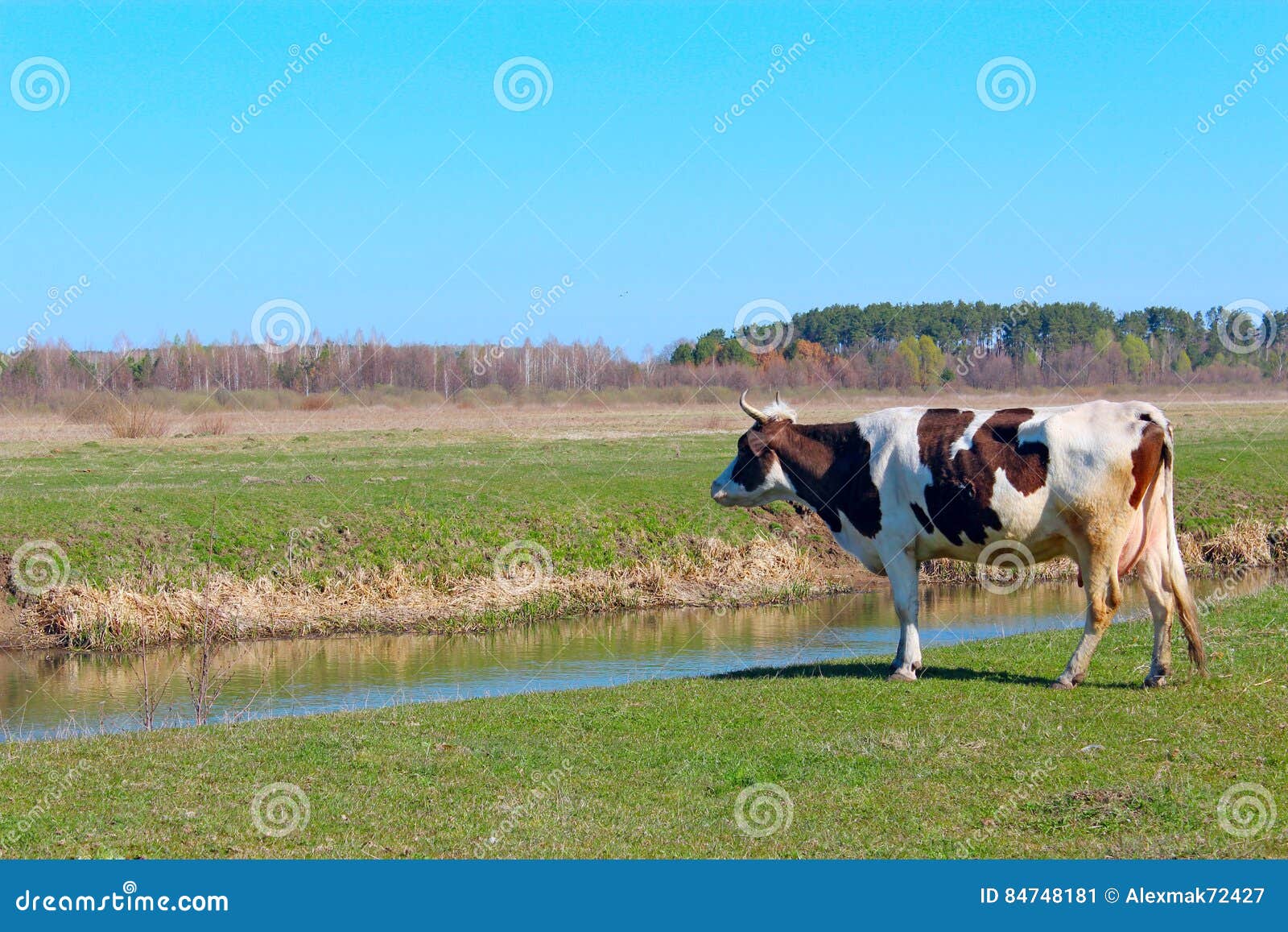 Cow near the river stock image. Image of beef, drink - 84748181