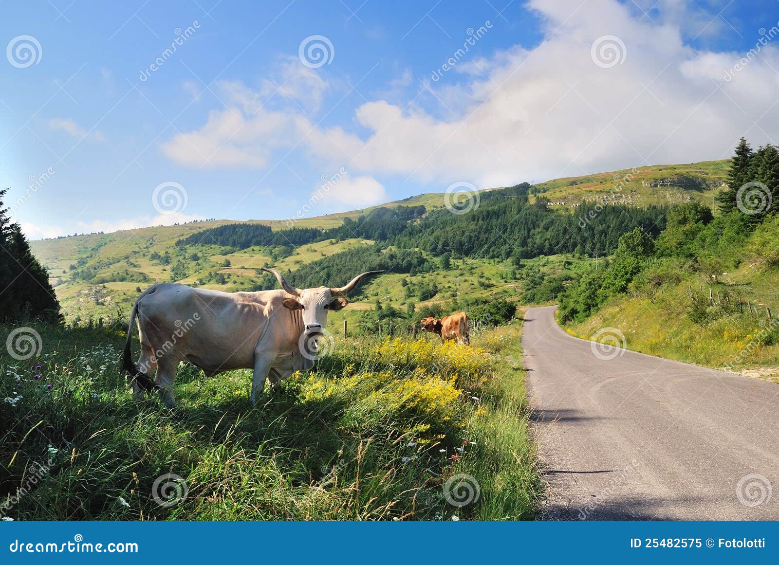 Cow near the road stock image. Image of animal, nature - 25482575